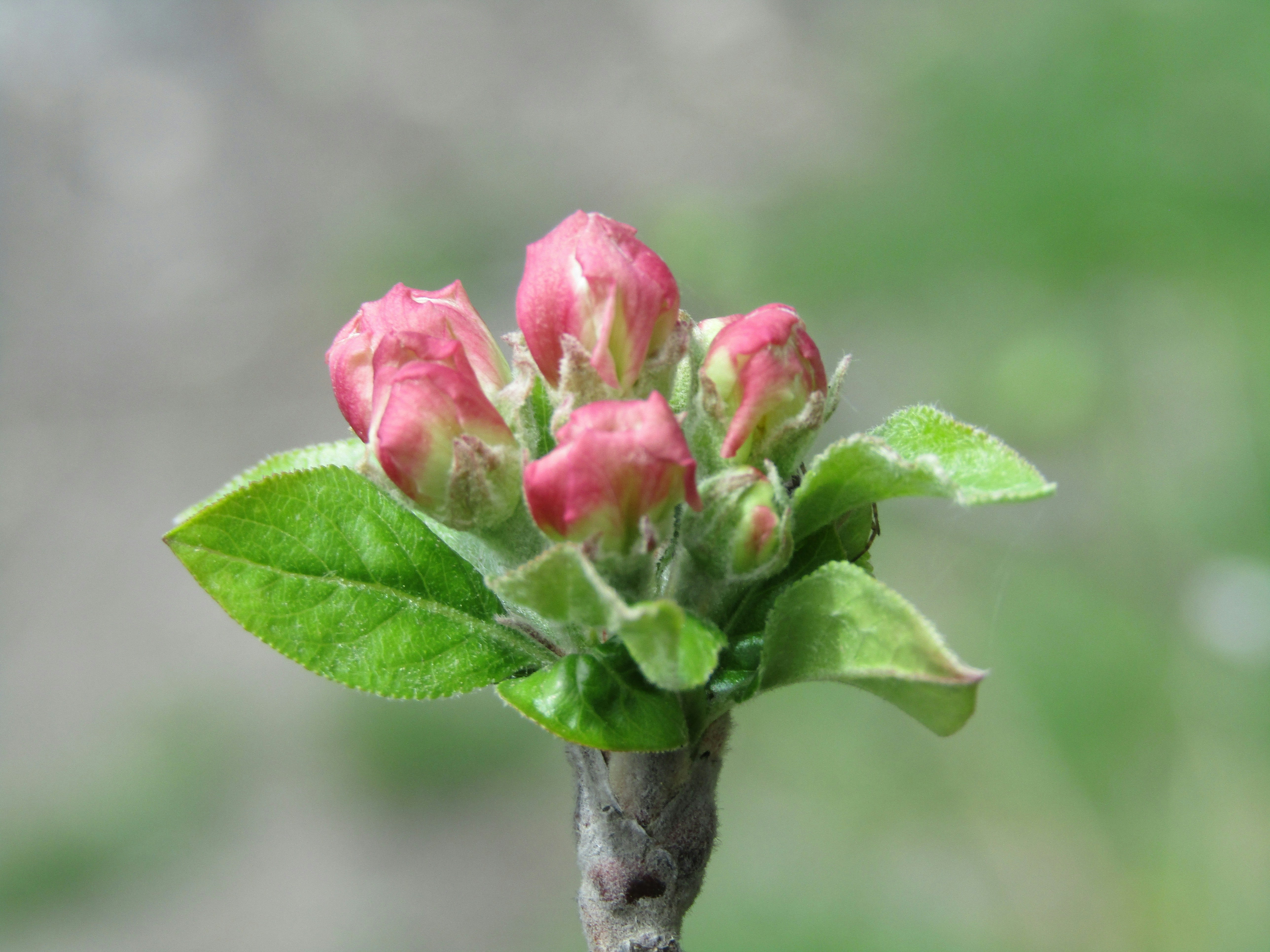 Pink flower buds on a stem with green leaves against a blurred green background.
