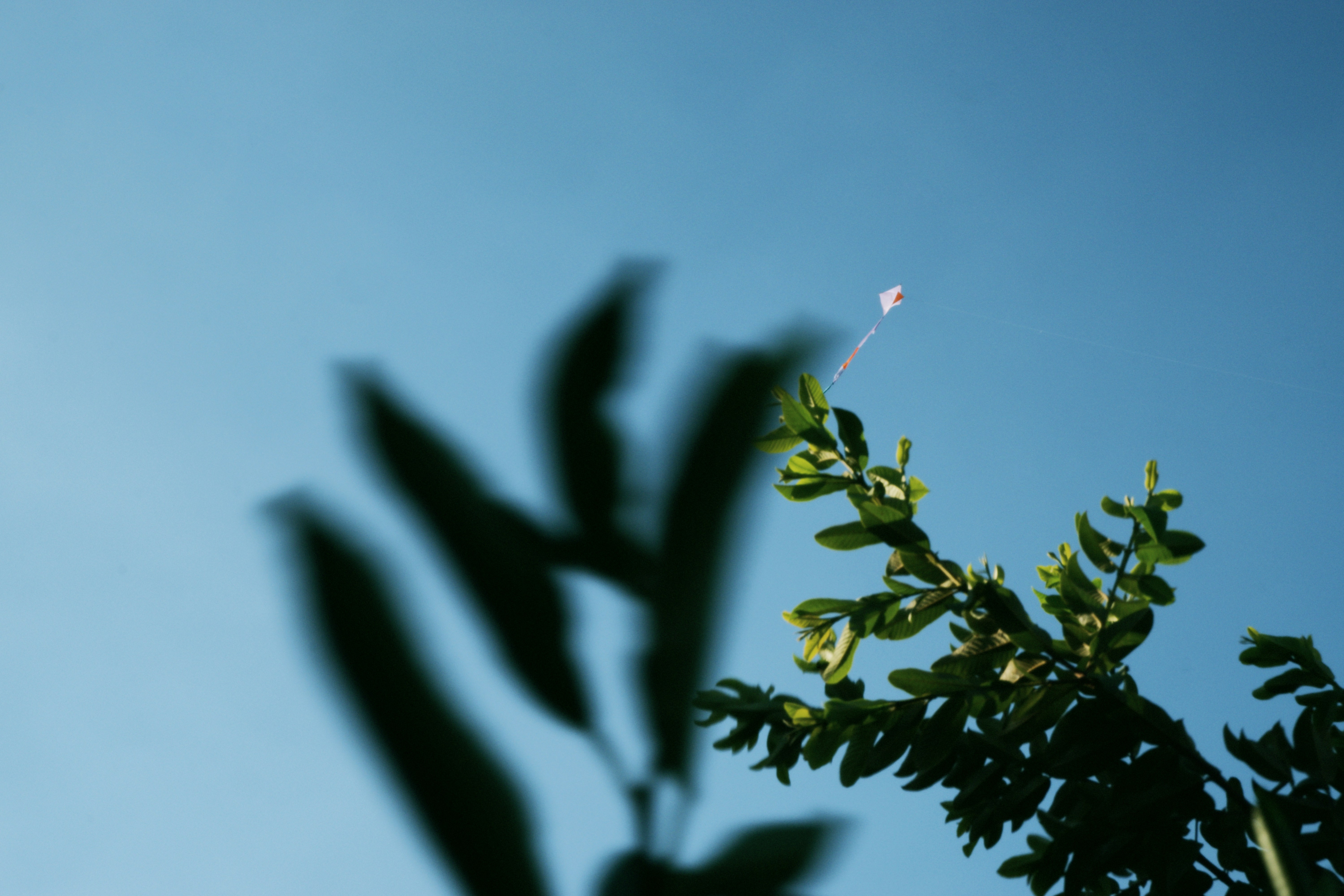 A single budding twig against a vast blue sky