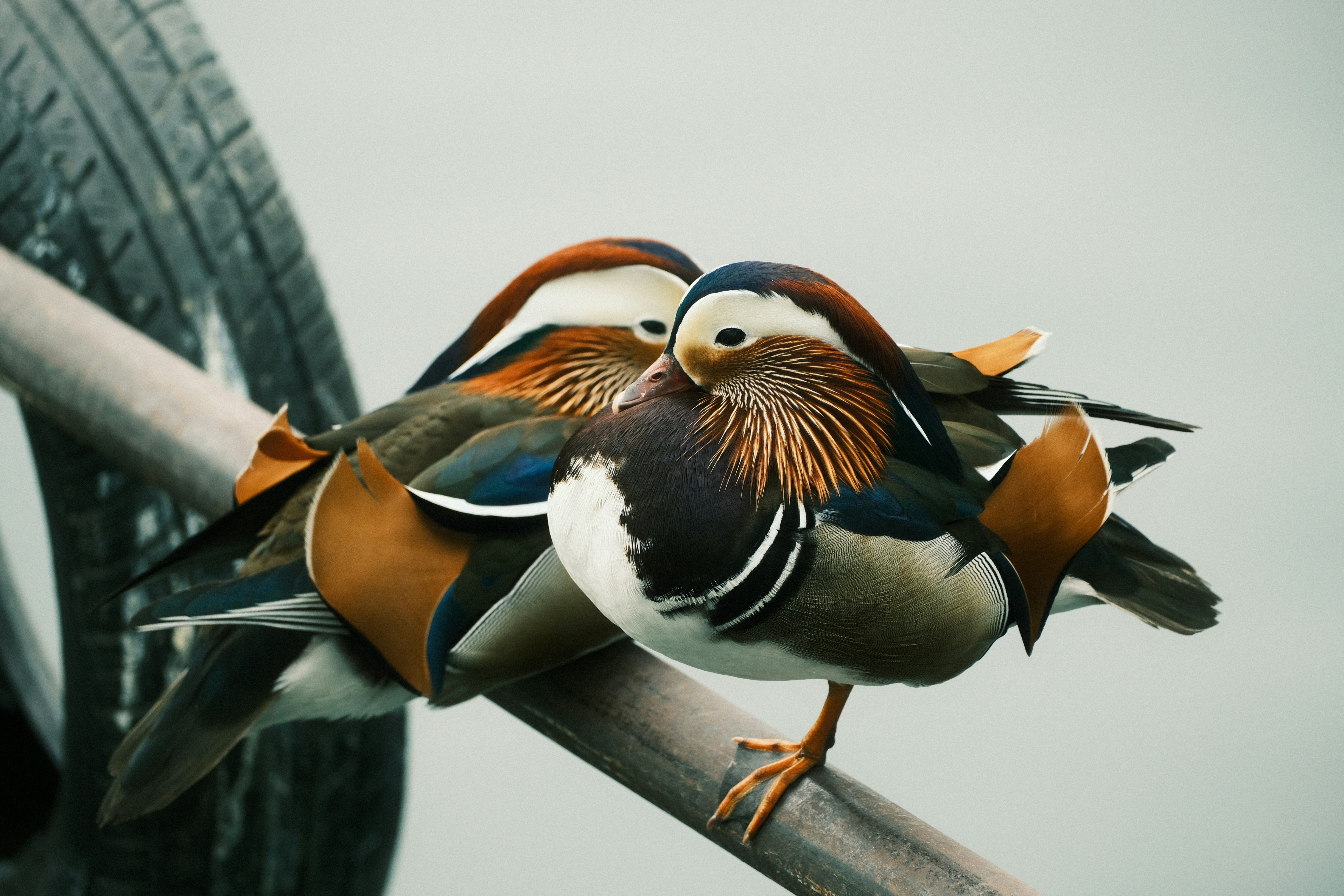 Mandarin Ducks Perch in Colorful Contrast on a Weathered Rail