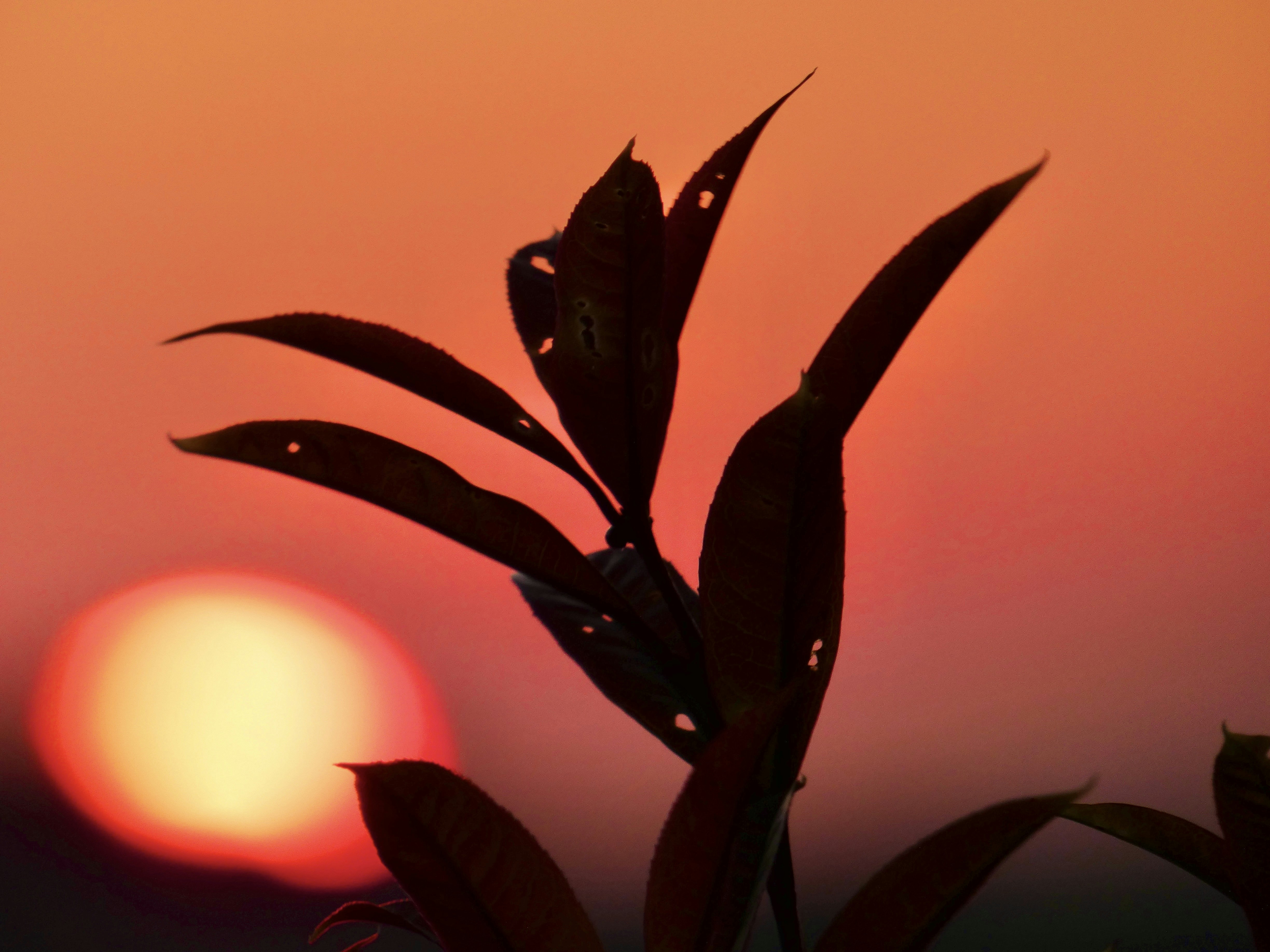 Le soleil se couche derrière une plante feuillue photo – Image gratuite ...