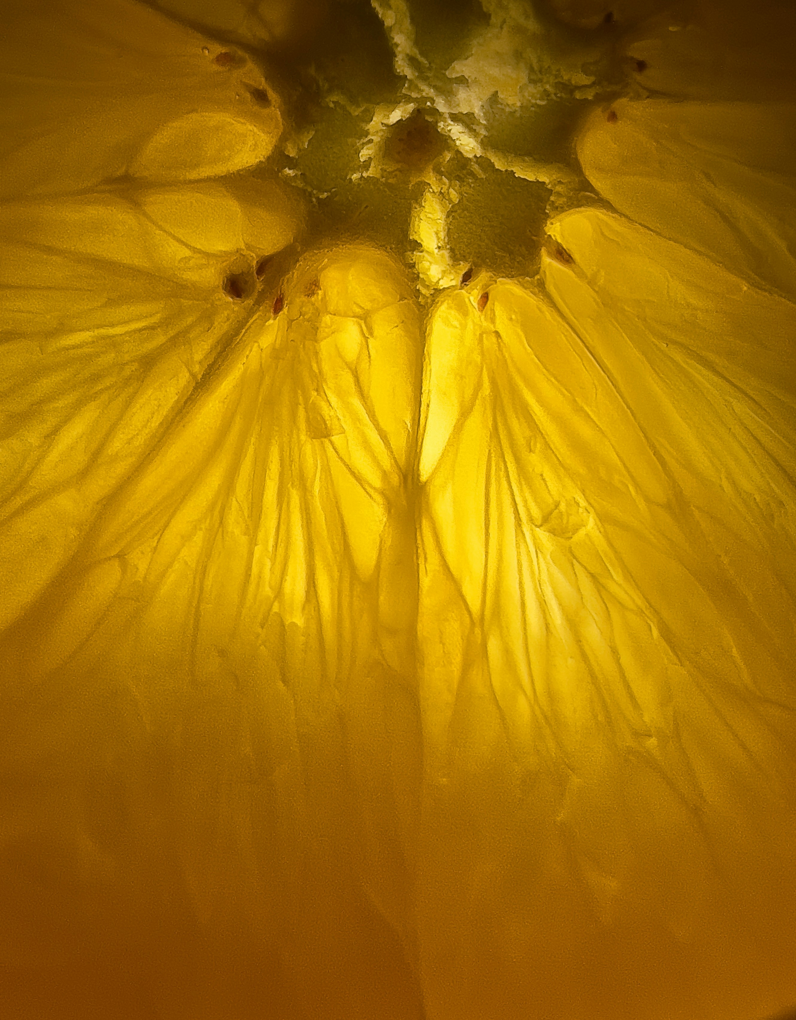 a close up view of a yellow flower
