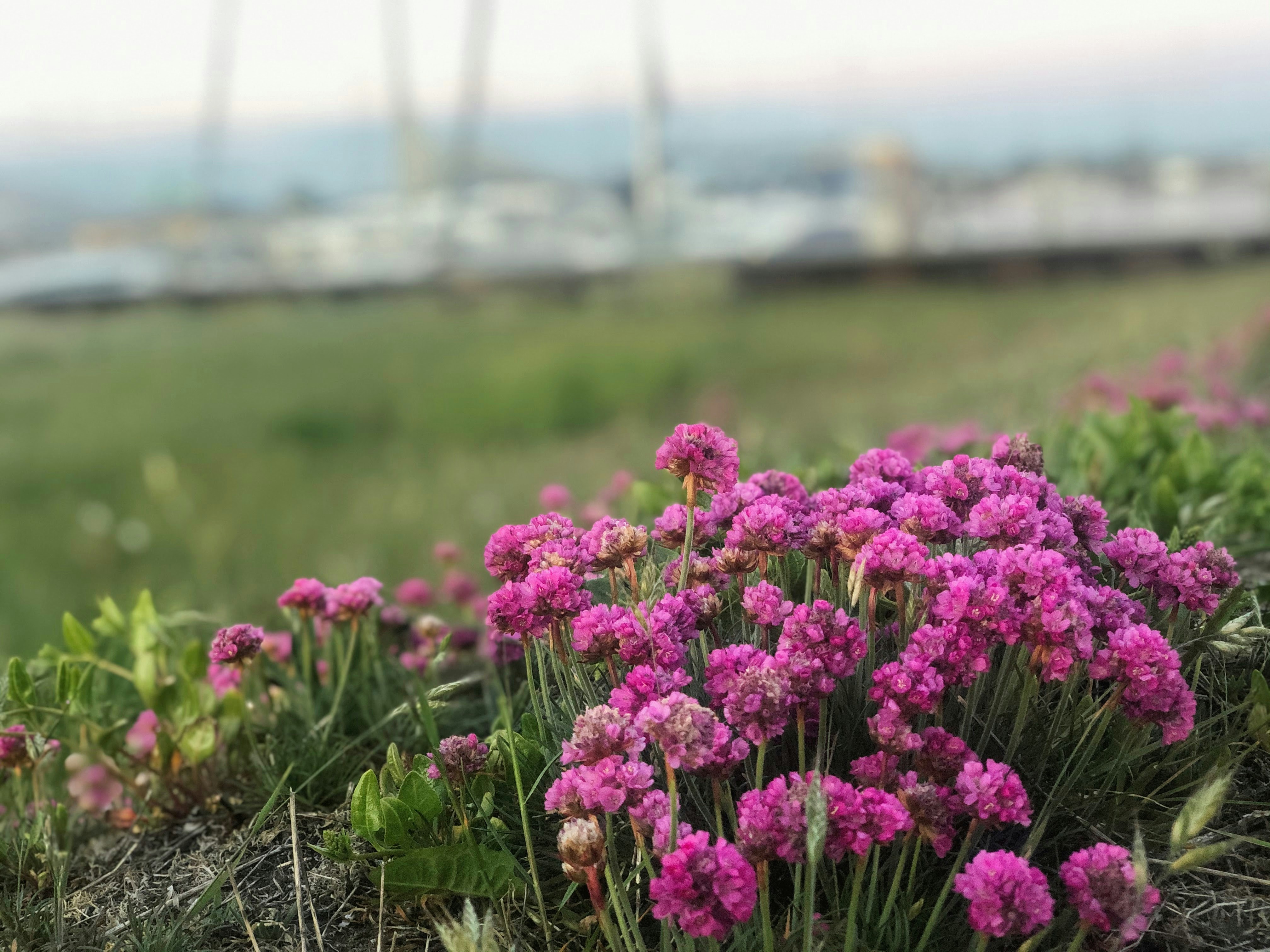 a bunch of flowers that are in the grass