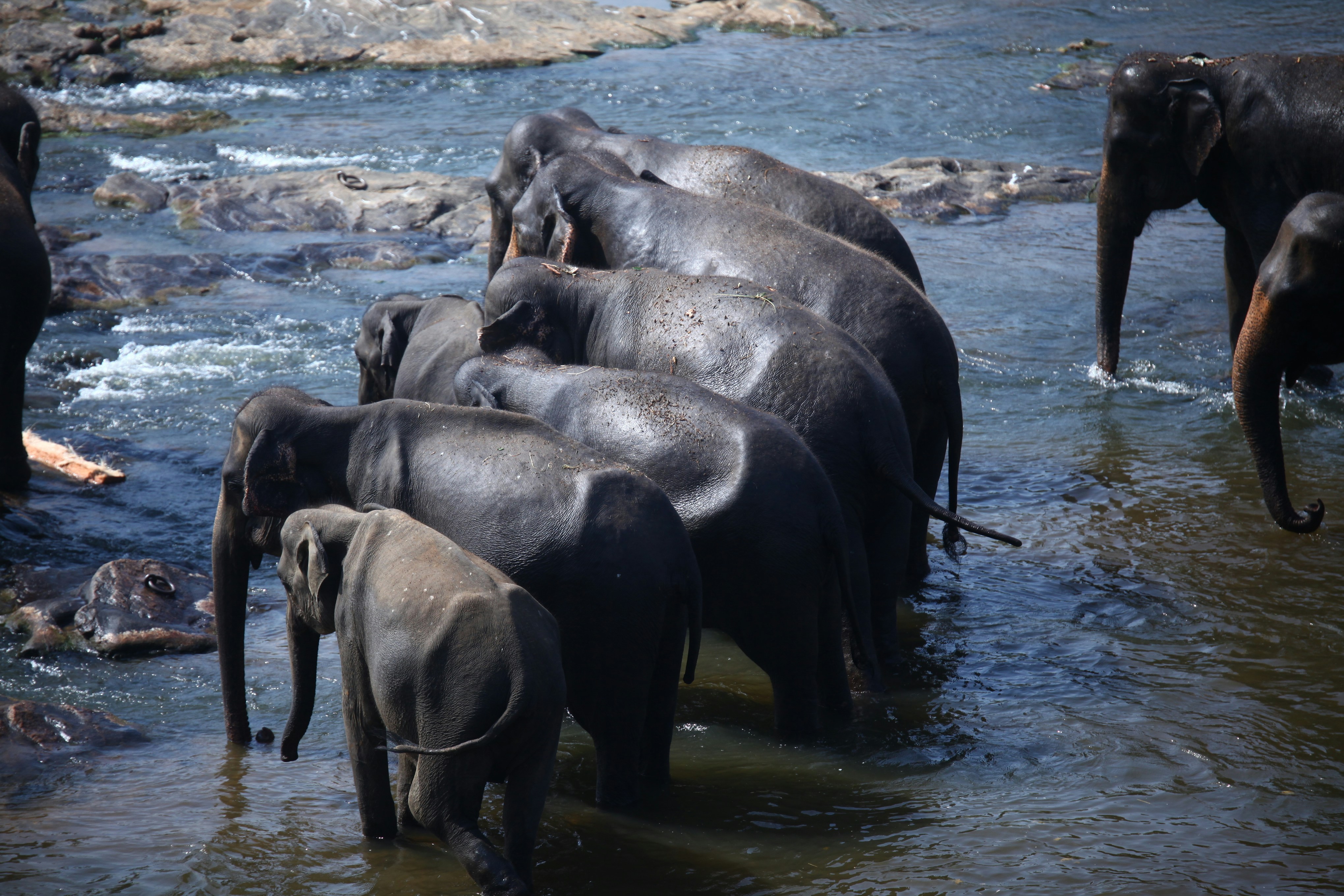 Herd Crossing in Sunlit Shallows: Elephants Move Through a Rocky River