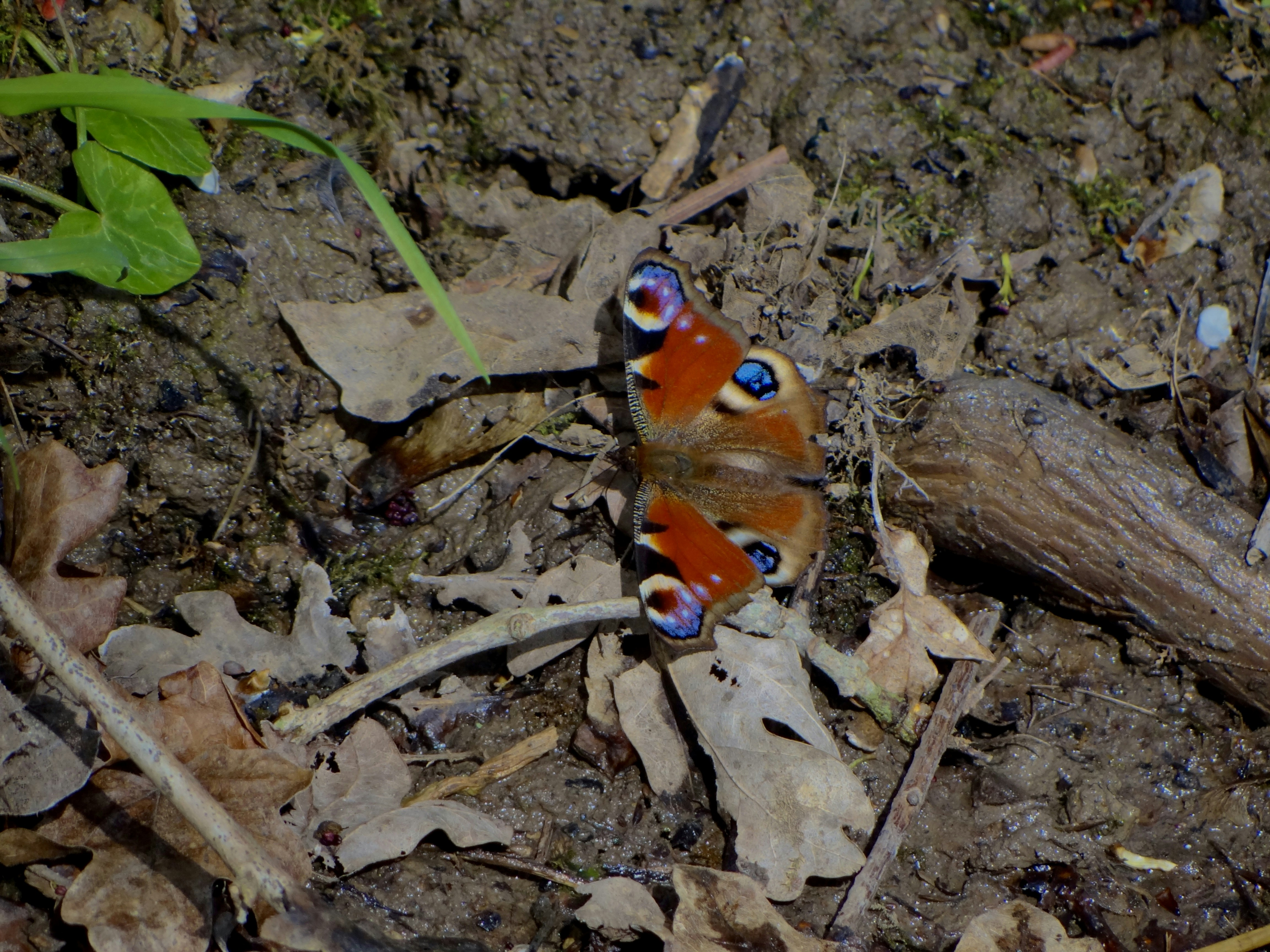 Eye-Spot Pause Among Leaf Litter: A Peacock Butterfly on the Forest Floor