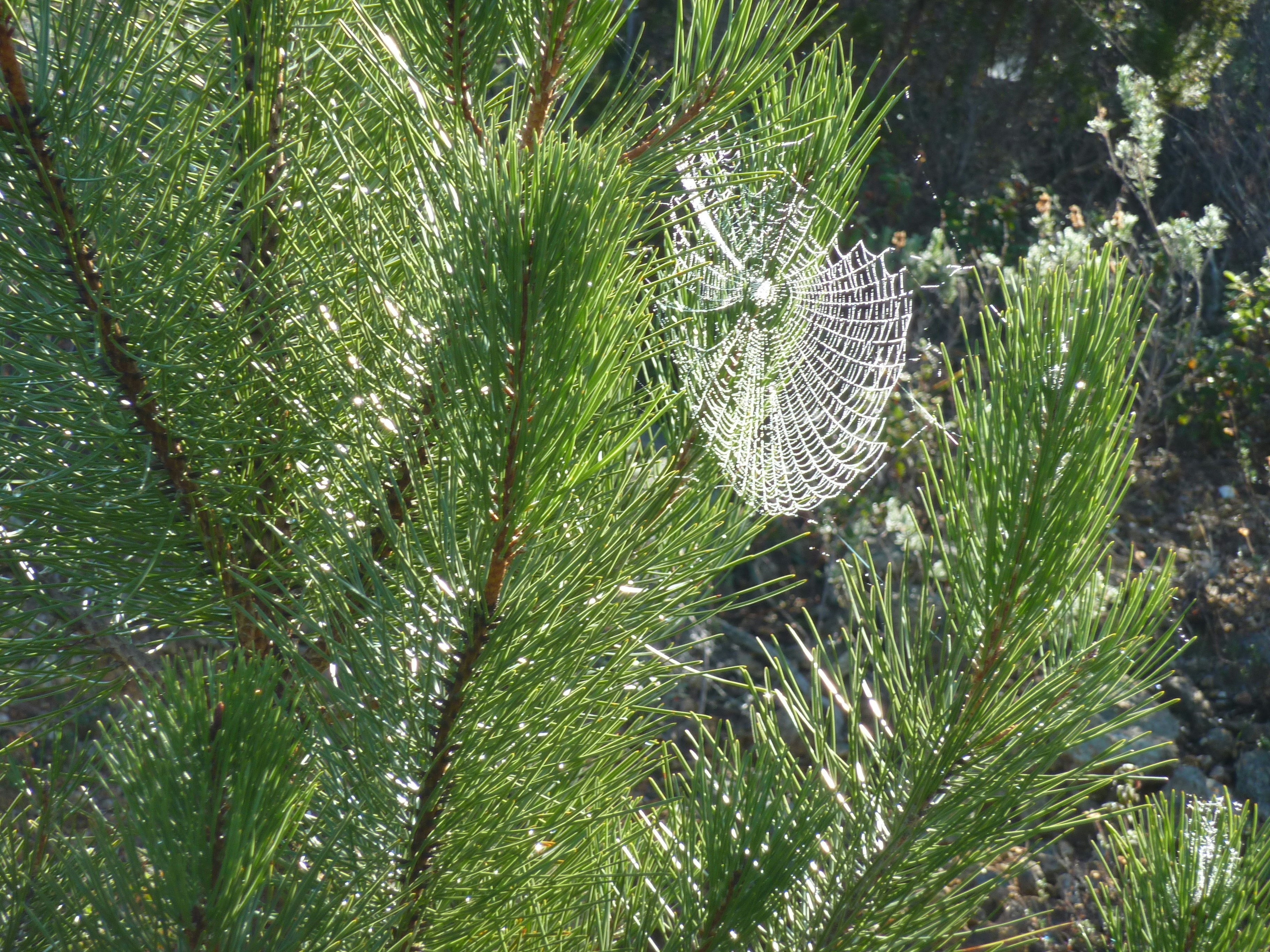 A close up of a pine tree with a spider web on it photo – Free Tree ...