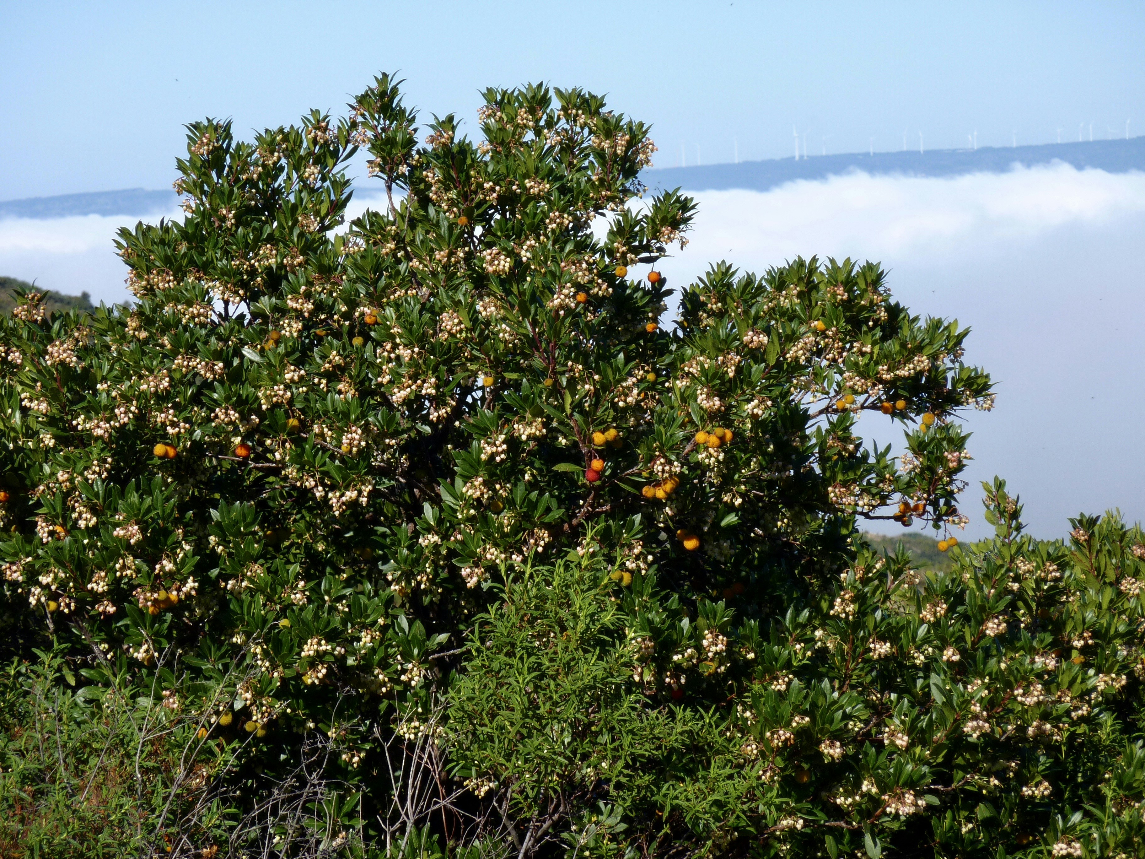 Photograph of a citrus tree heavy with white blossoms and orange fruit, with a blue sky and distant cloud bank.