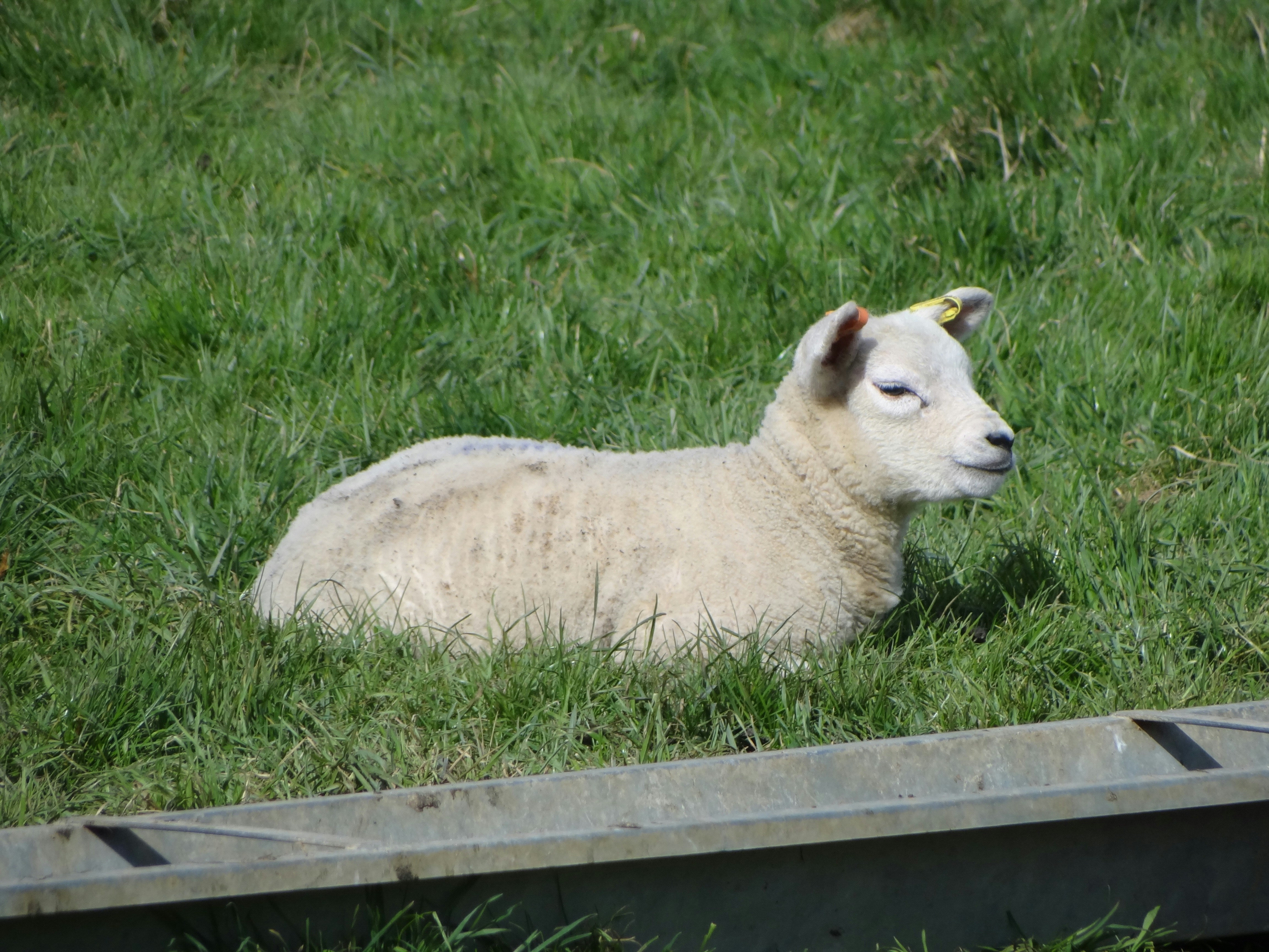Quiet Ewe in Green: Resting by a Weathered Trough