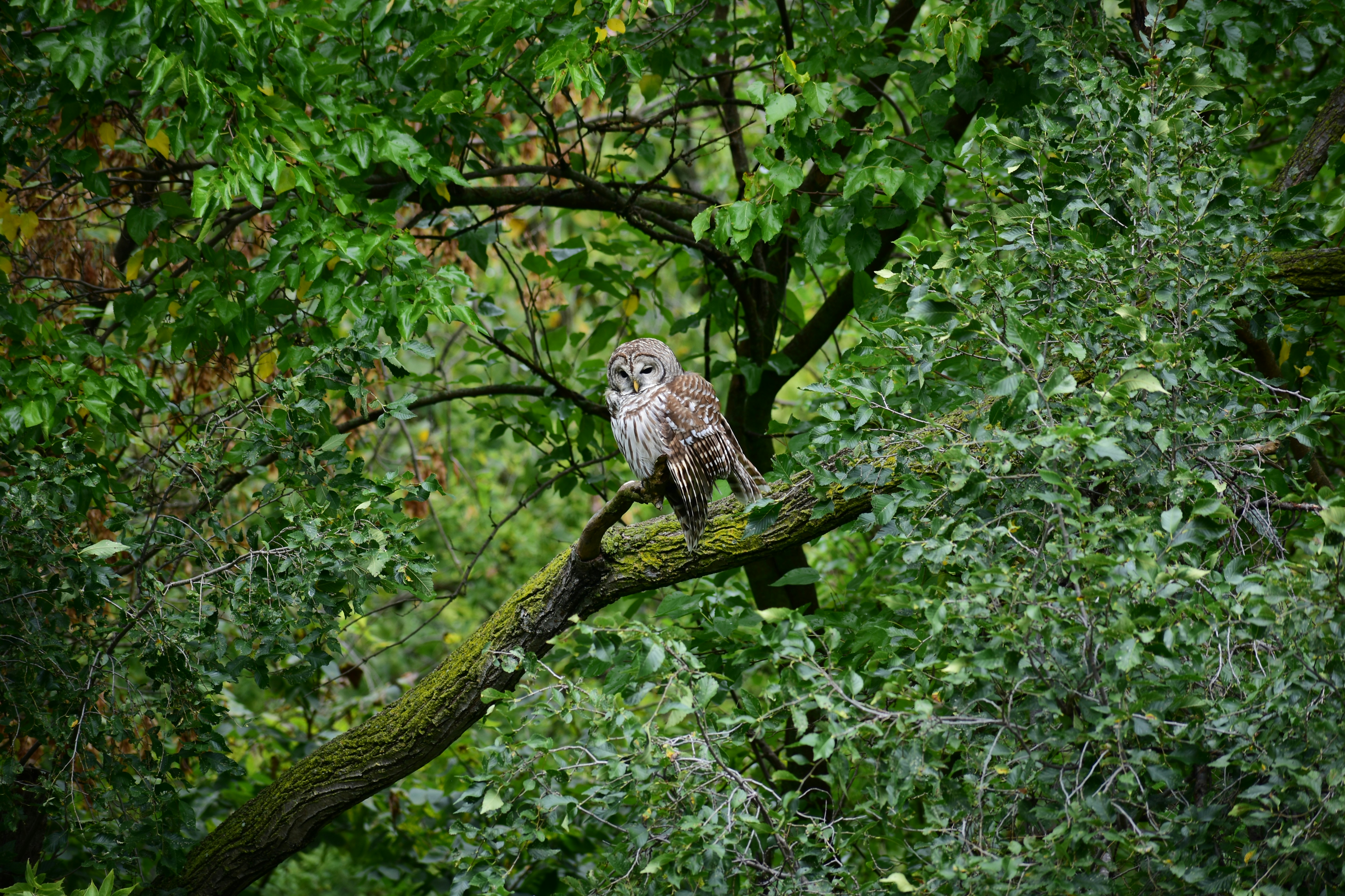 An owl is perched on a tree branch photo – Free Grand rapids Image on ...