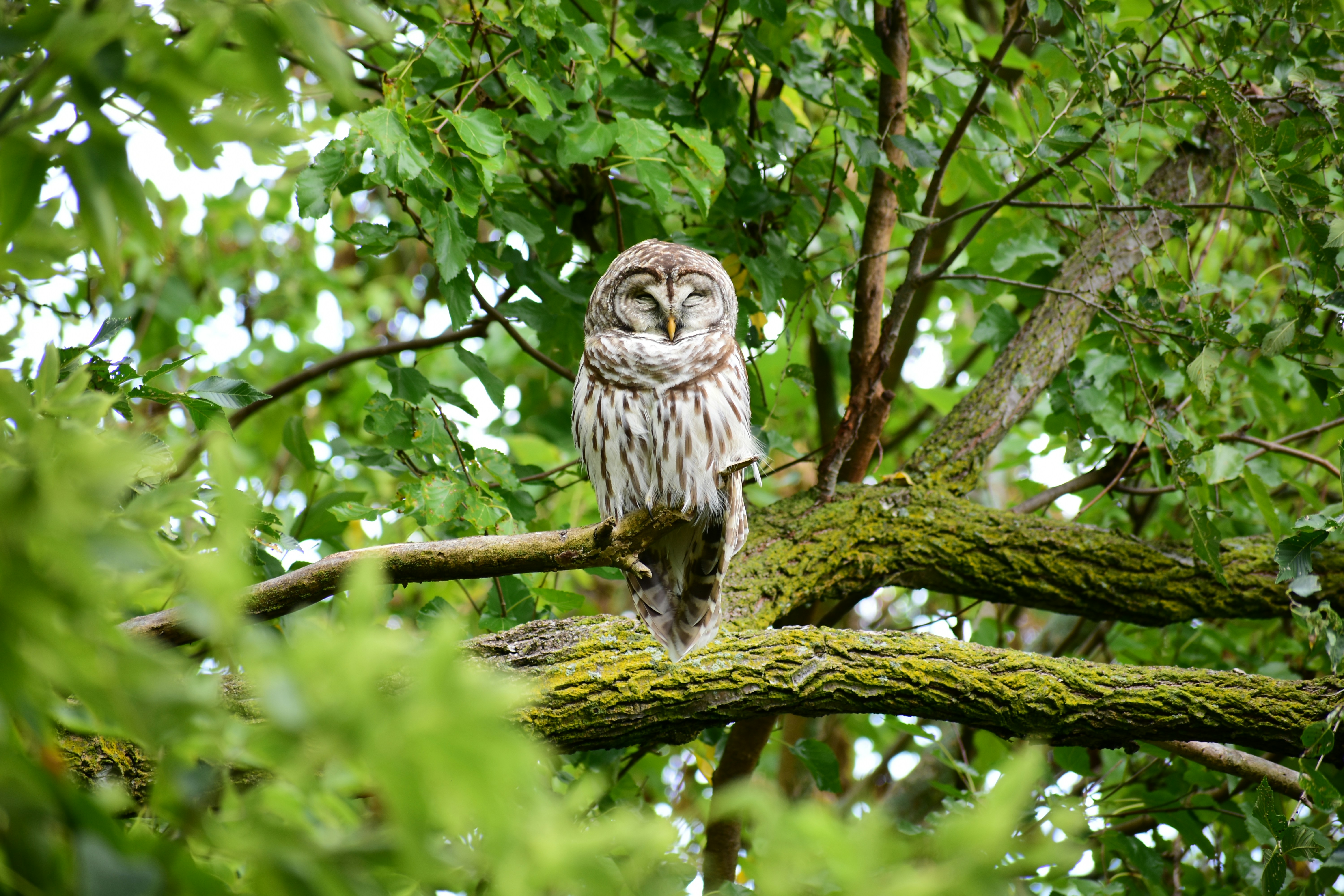 An owl is perched on a tree branch photo – Free Grand rapids Image on ...