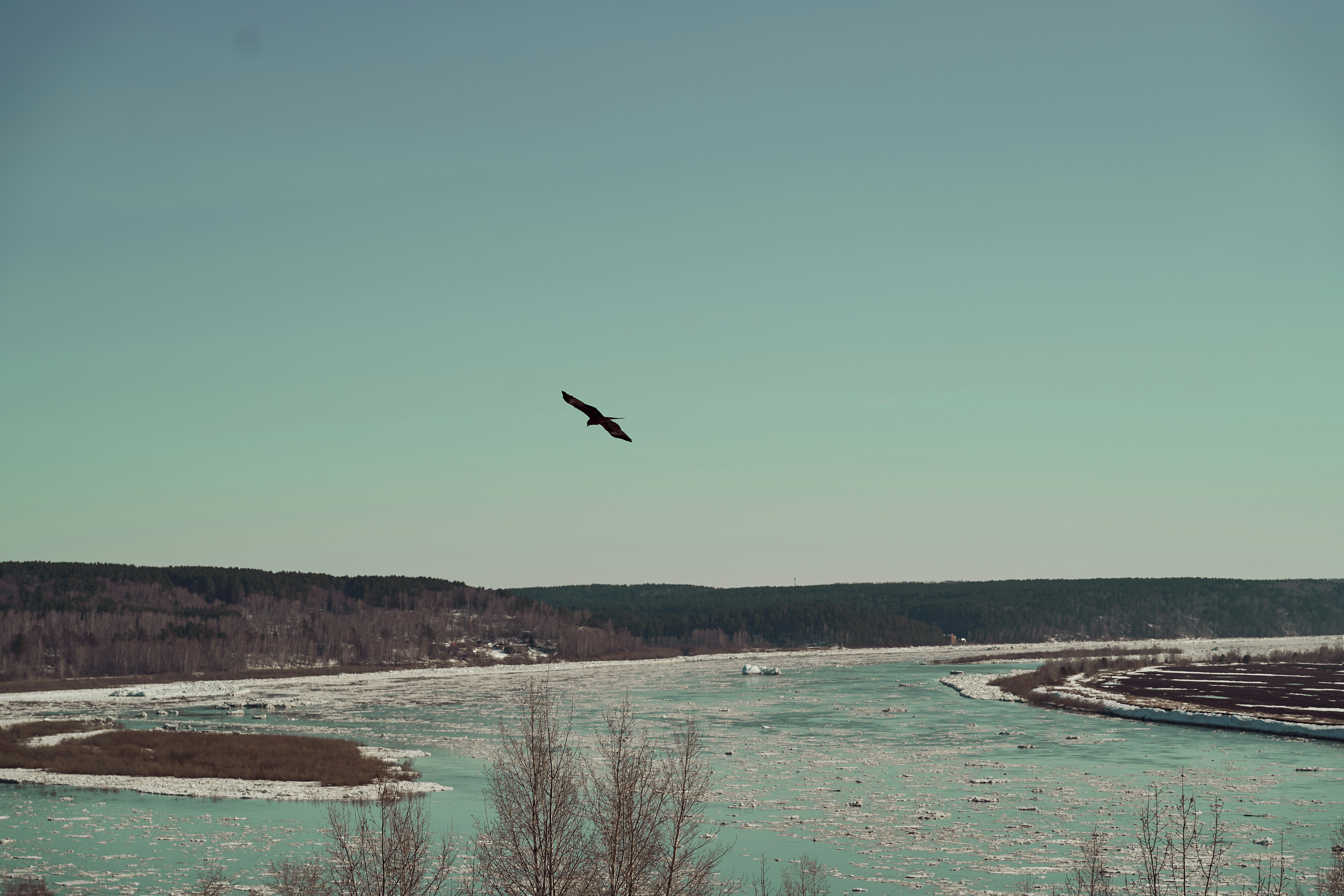 a large bird flying over a river next to a forest