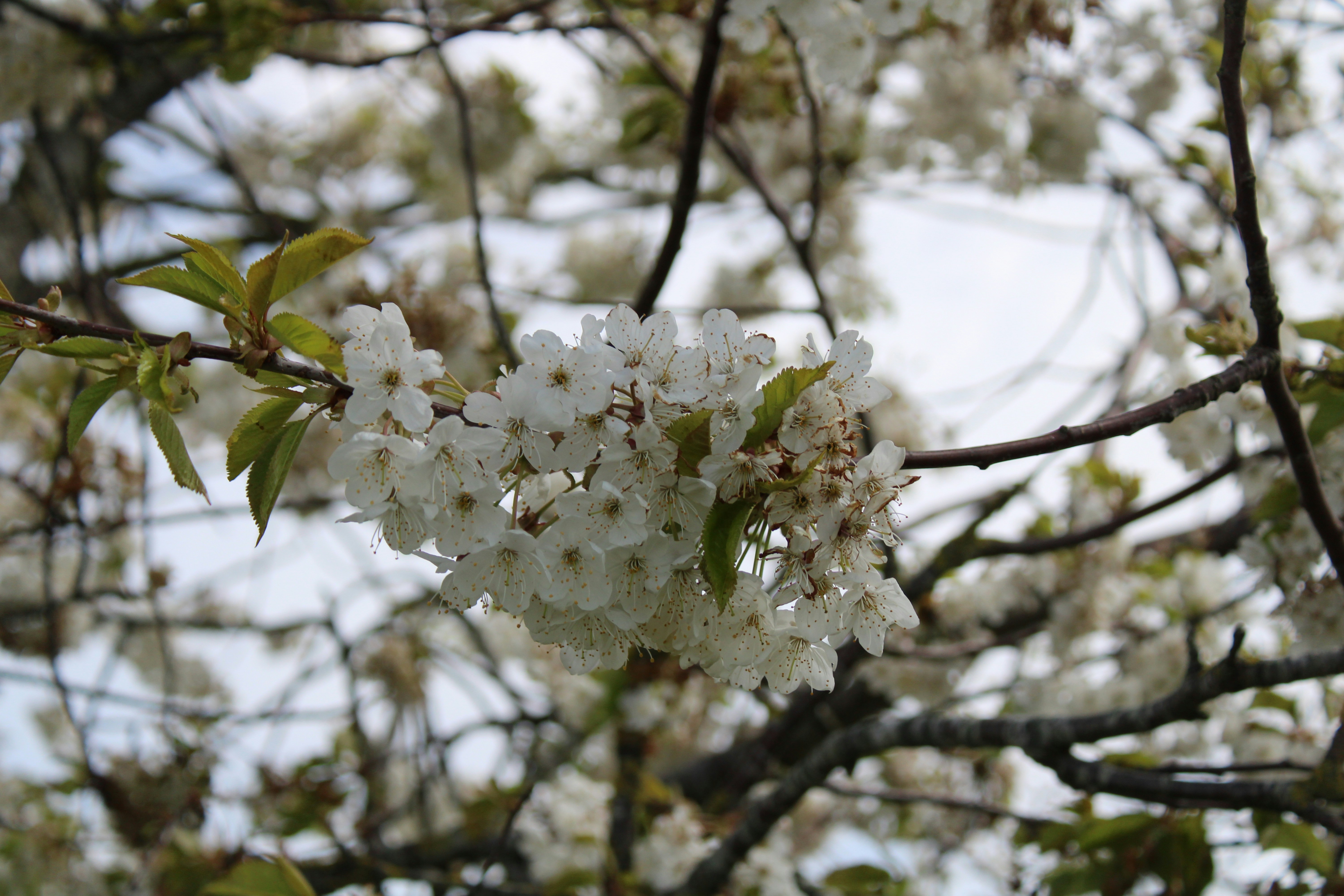 a branch of a tree with white flowers