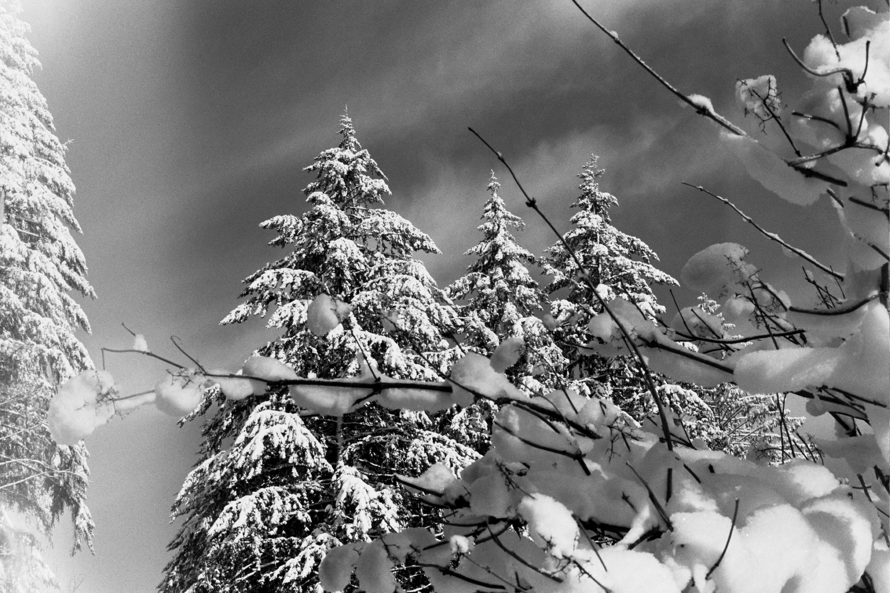 Snow-covered trees and branches under a cloudy sky in a monochrome landscape.