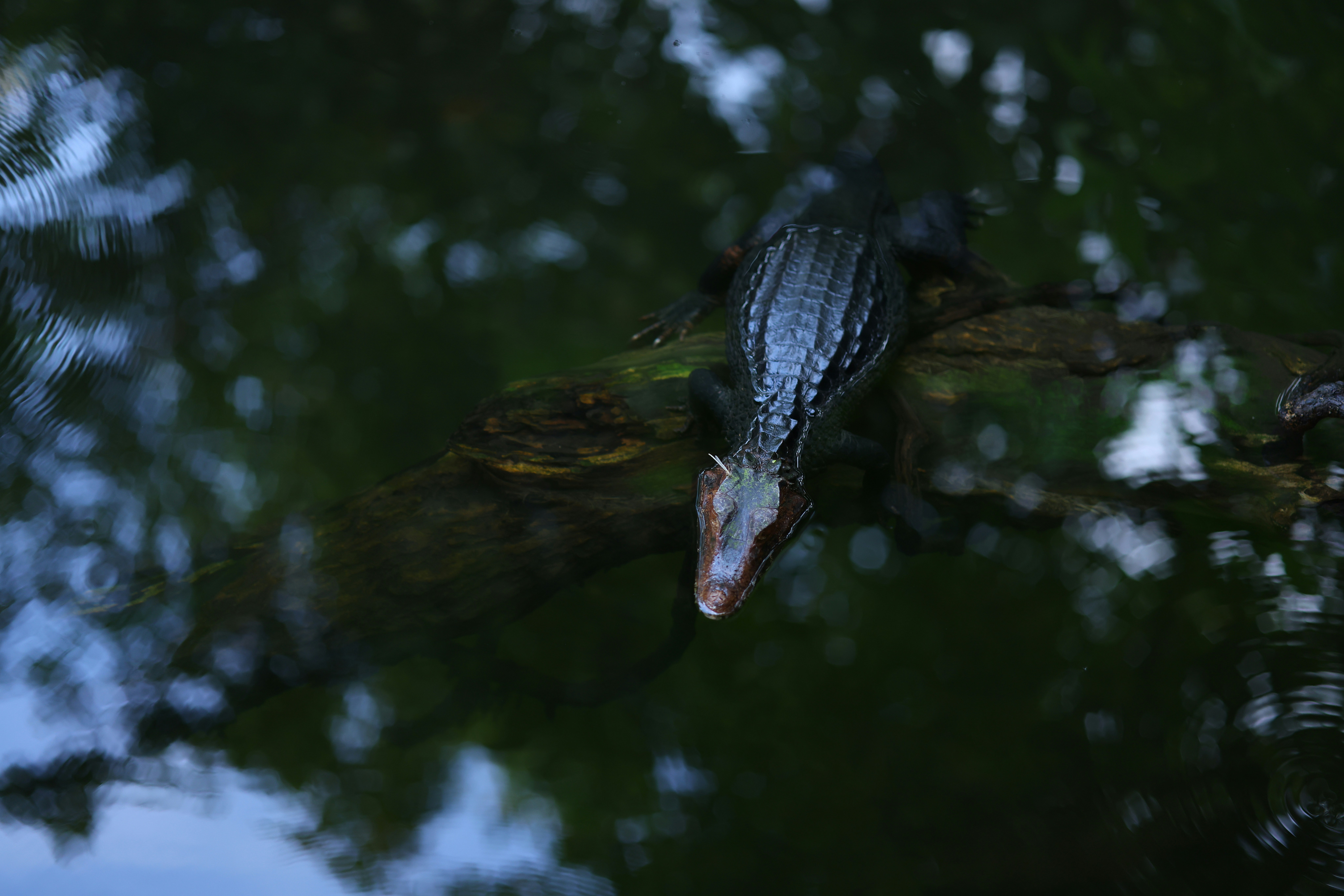 Underwater Gaze: Alligator Head in a Pool of Reflections