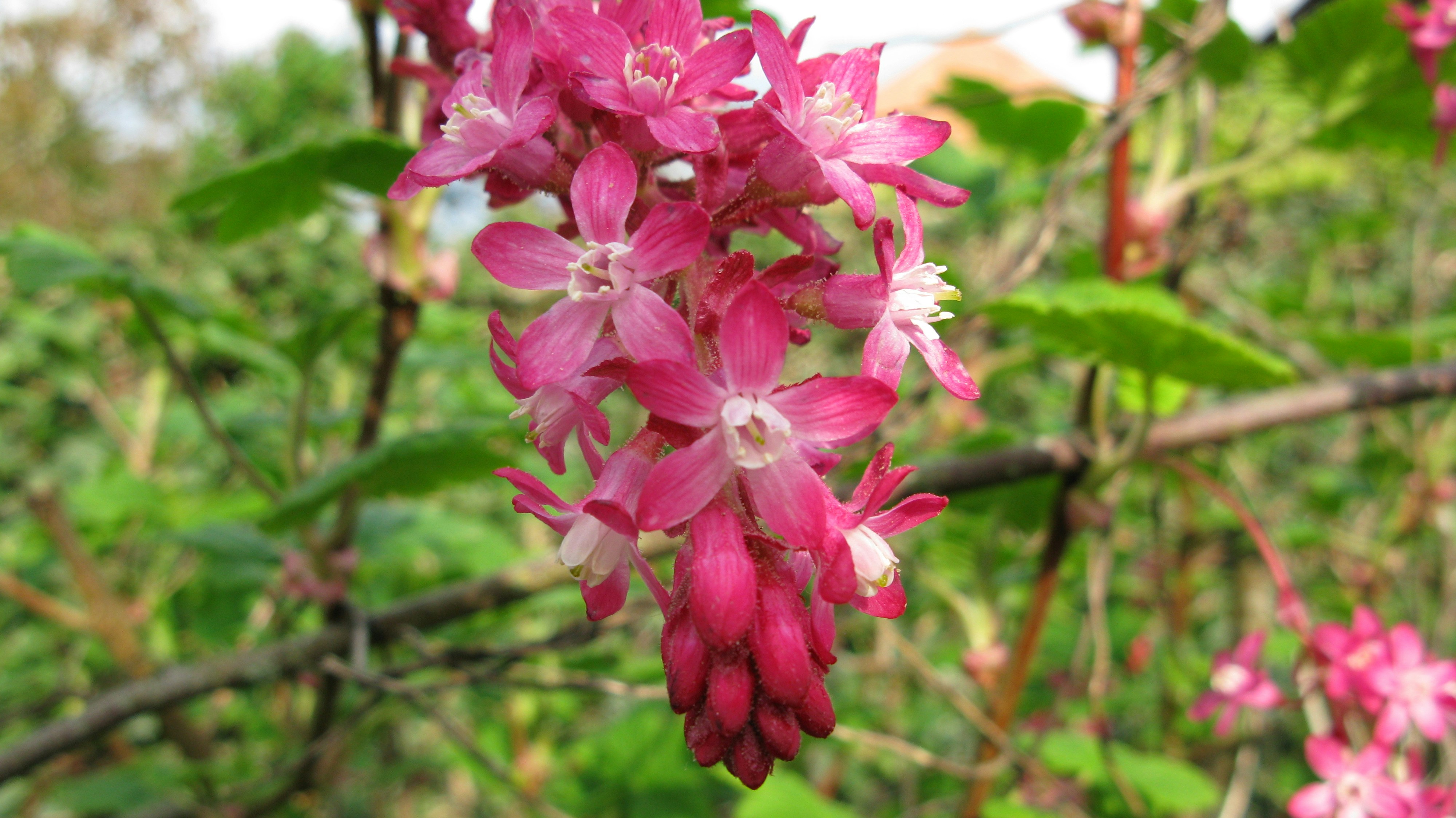 Foto Um monte de flores cor-de-rosa que estão em uma árvore – Imagem de ...