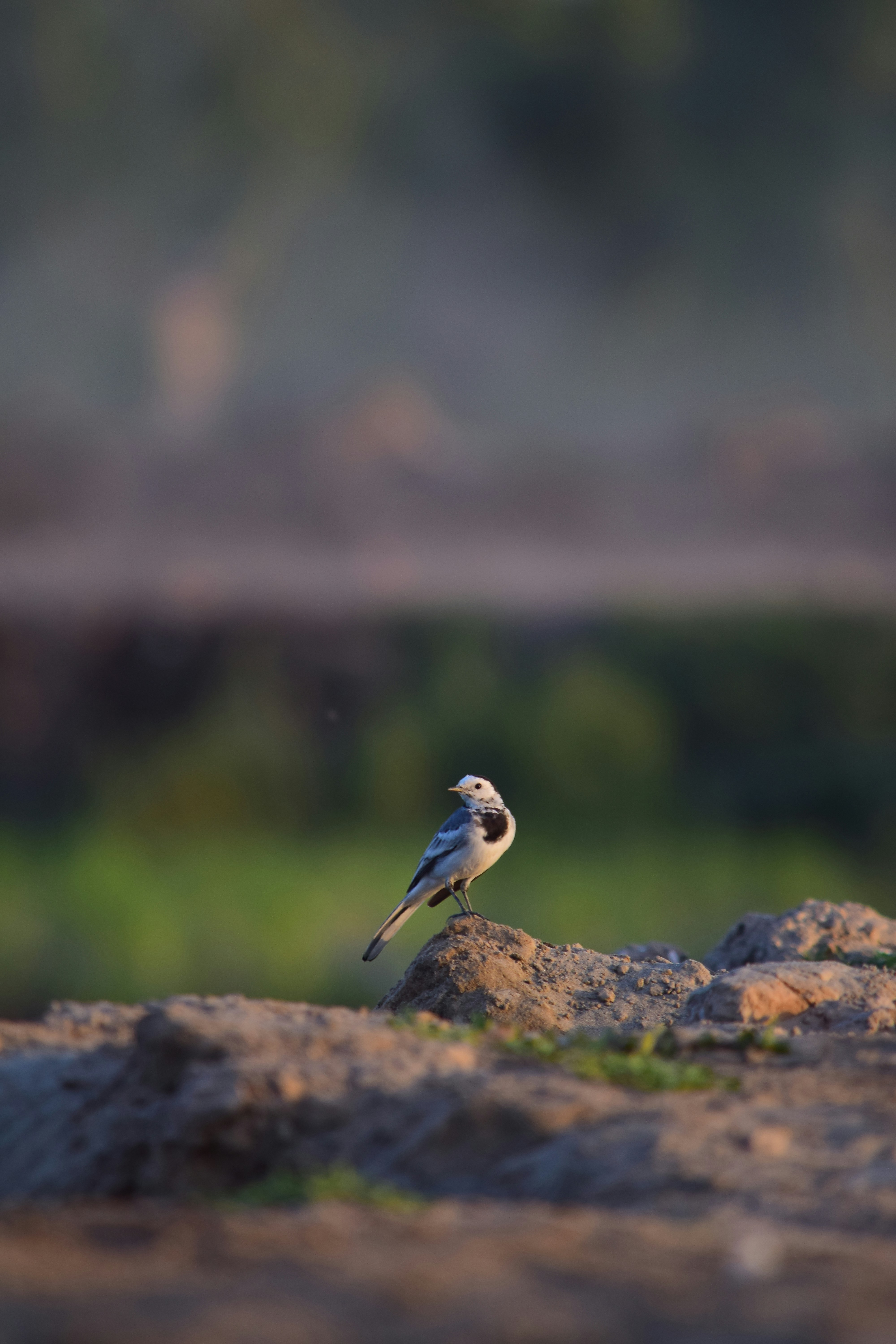 A white and black bird stands on a rocky outcrop, surrounded by a soft, blurred green background, evoking a sense of calm in nature.