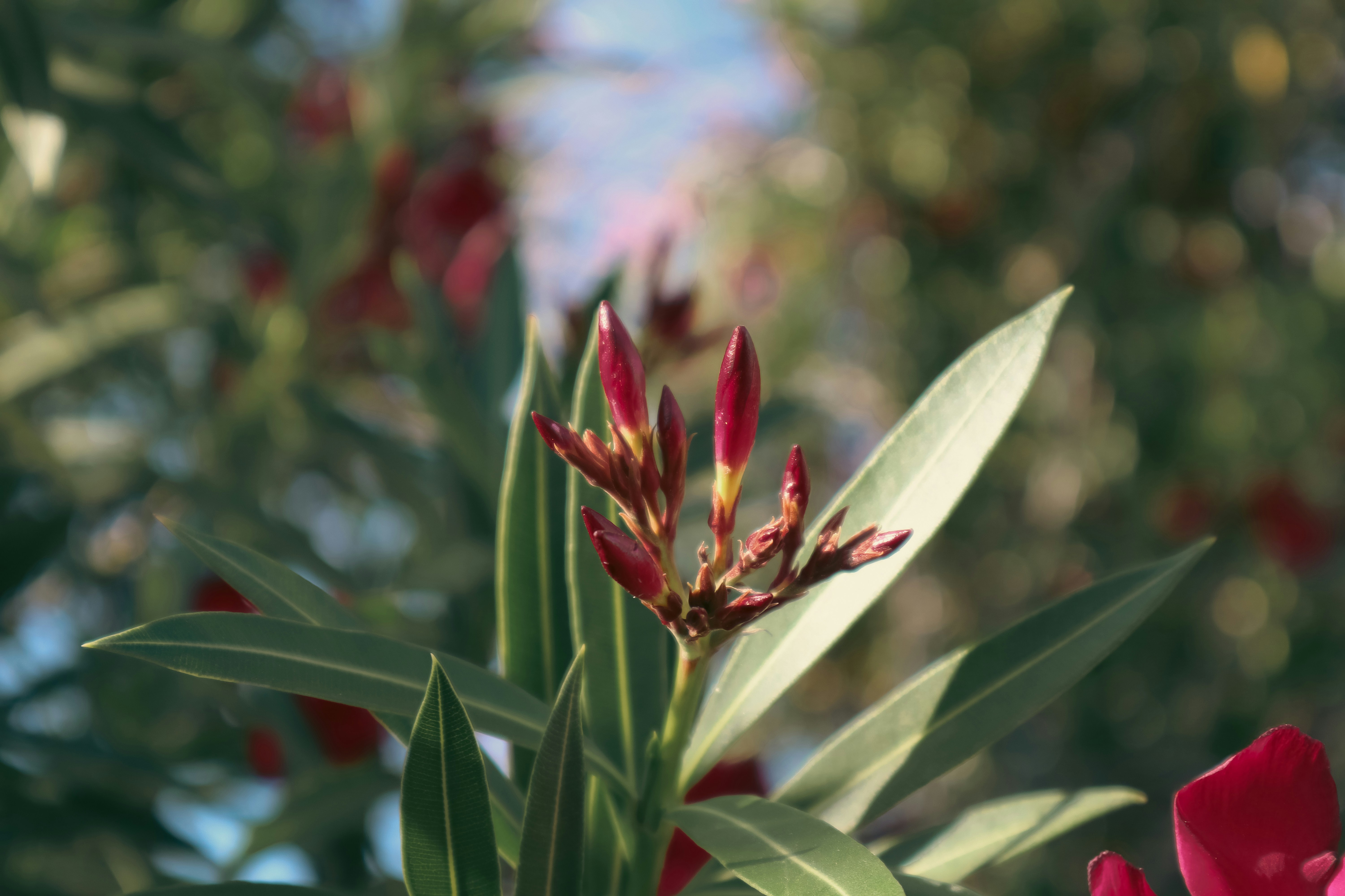 Gros plan d’une plante avec des fleurs rouges photo – Photo Az Gratuite ...