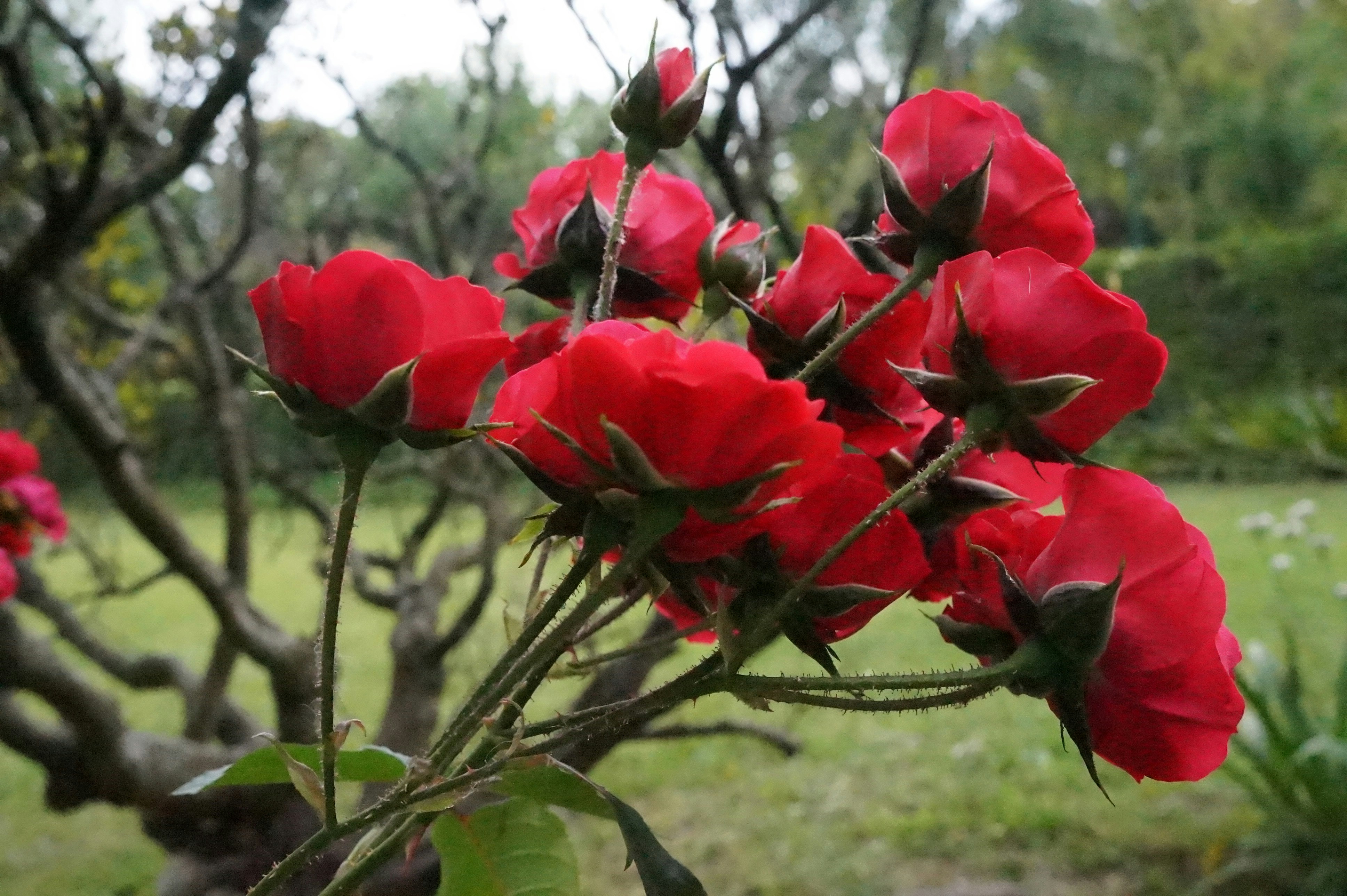 Un bouquet de fleurs rouges qui sont dans l’herbe photo – Photo ...