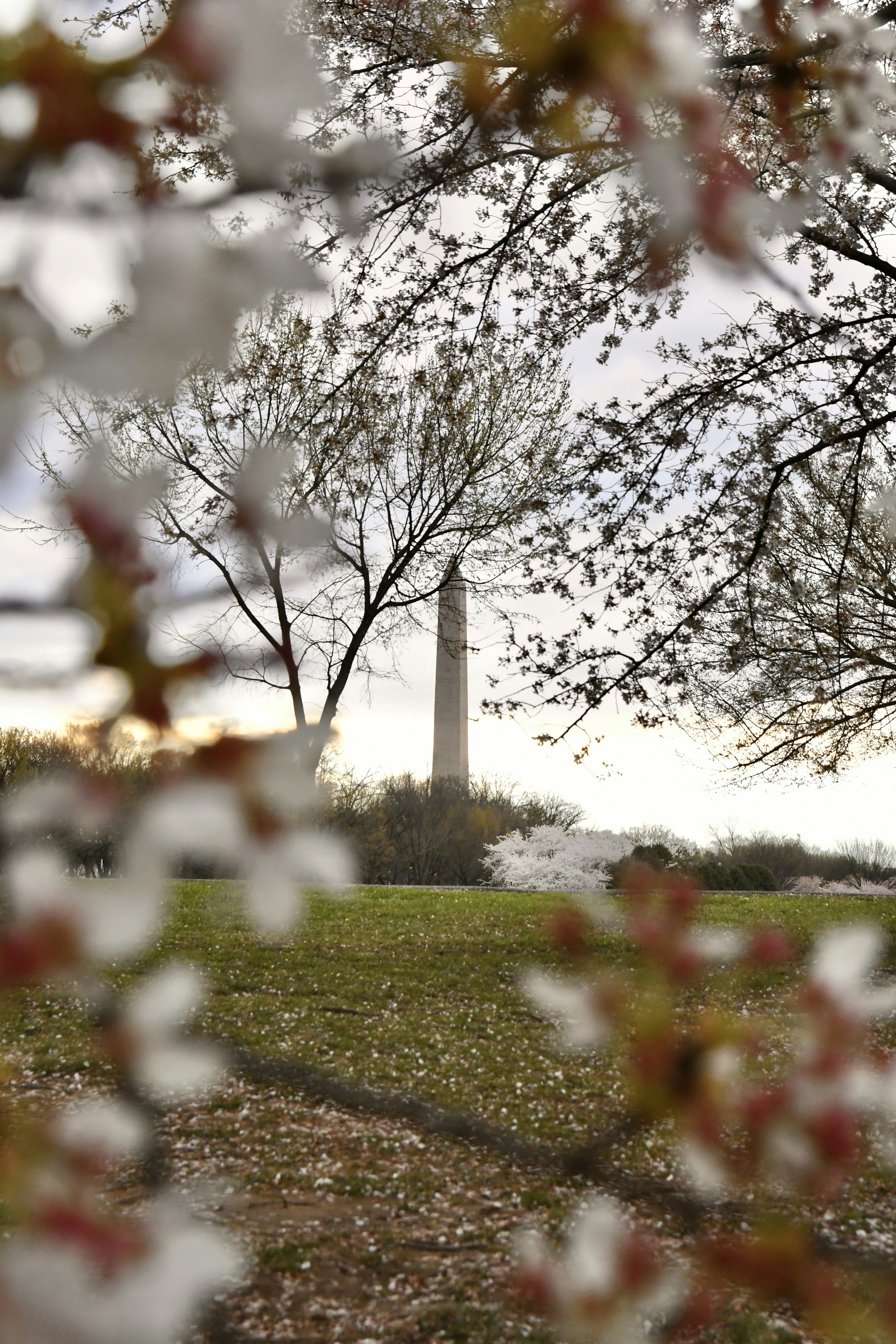 Obelisk in Distant Light Framed by Cherry Blossoms