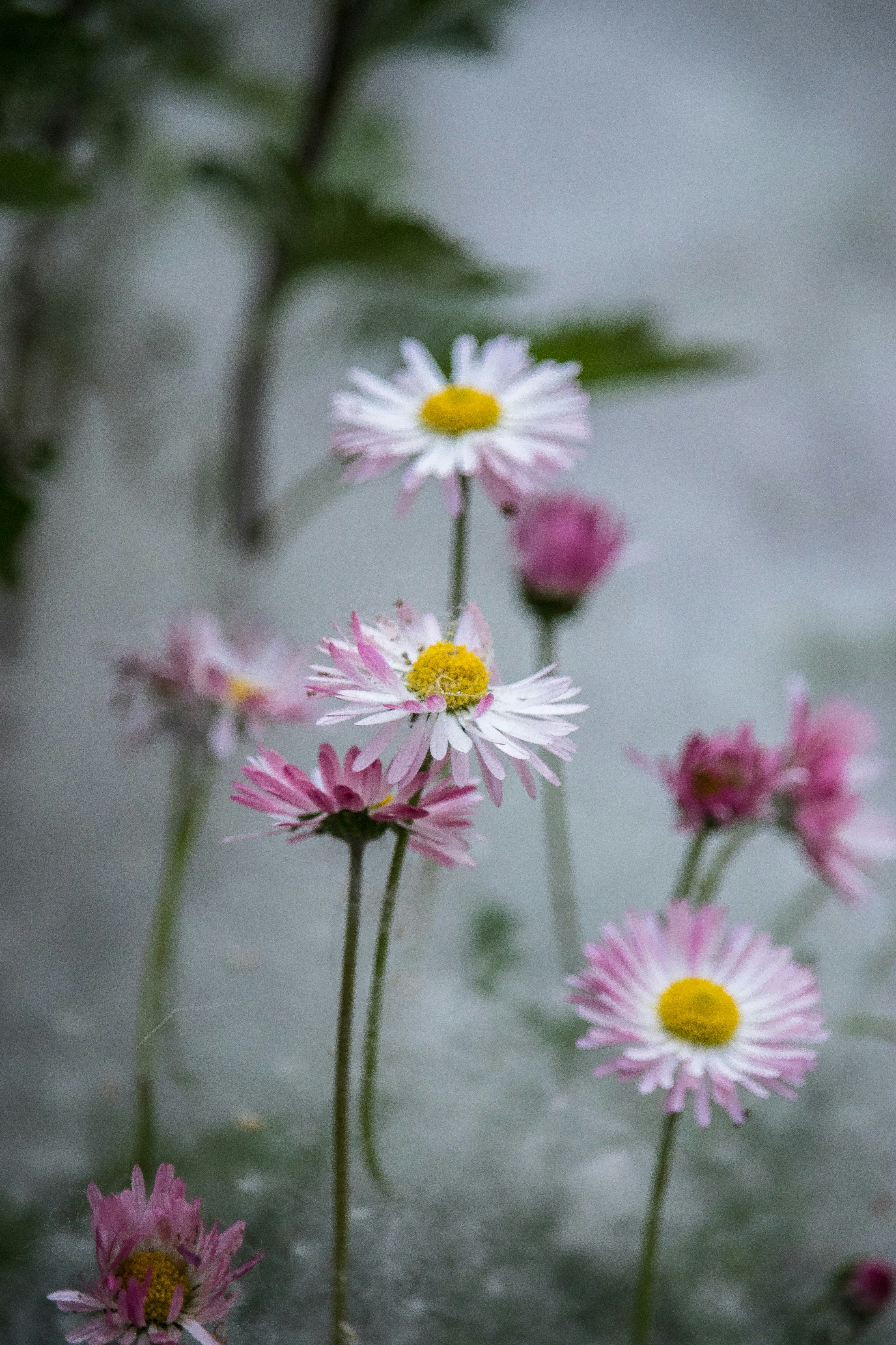 Un bouquet de fleurs roses et blanches dans un champ photo – Photo 배경화면 ...