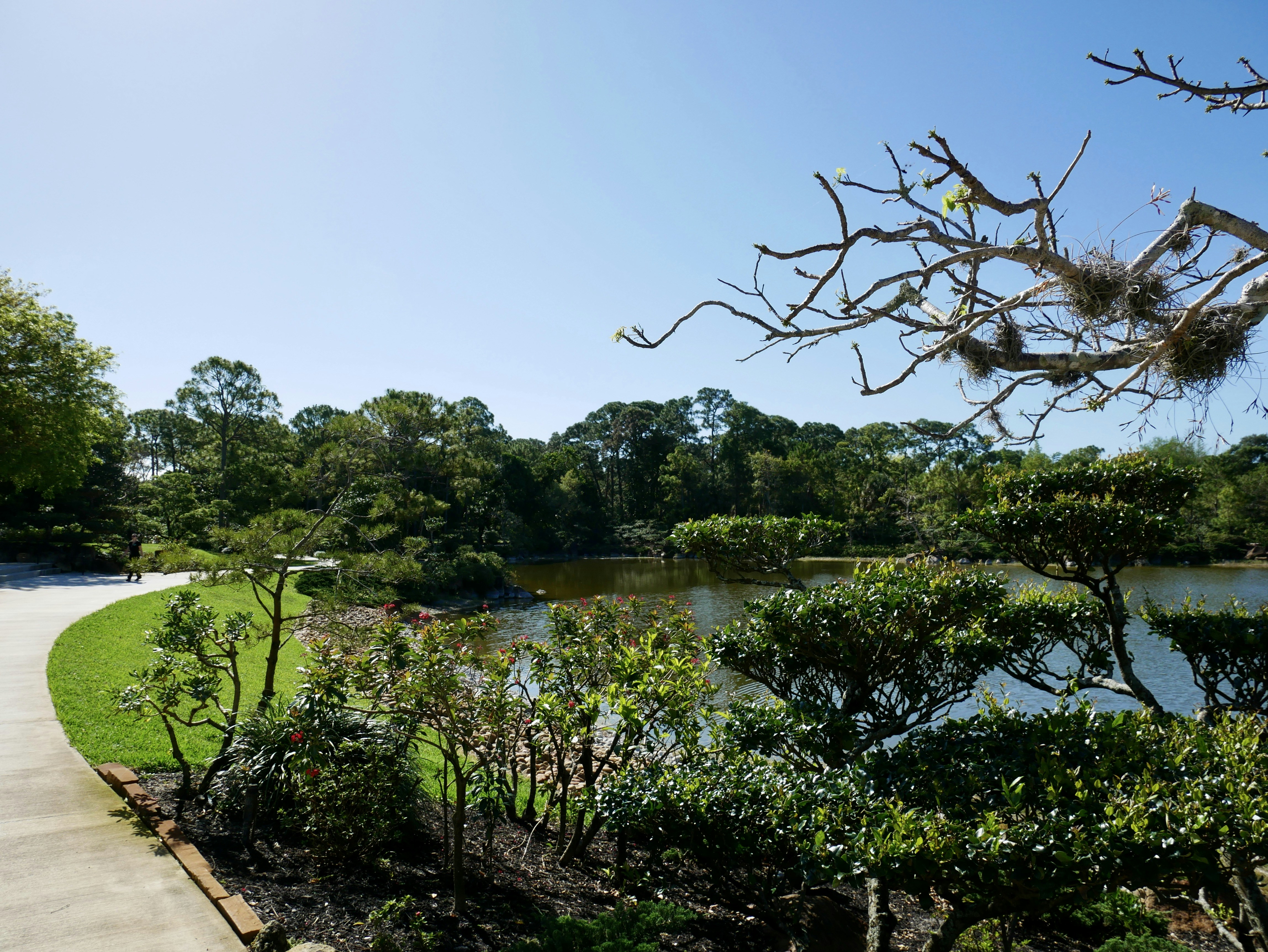 A path in a park with a lake in the background photo – Free Morikami ...