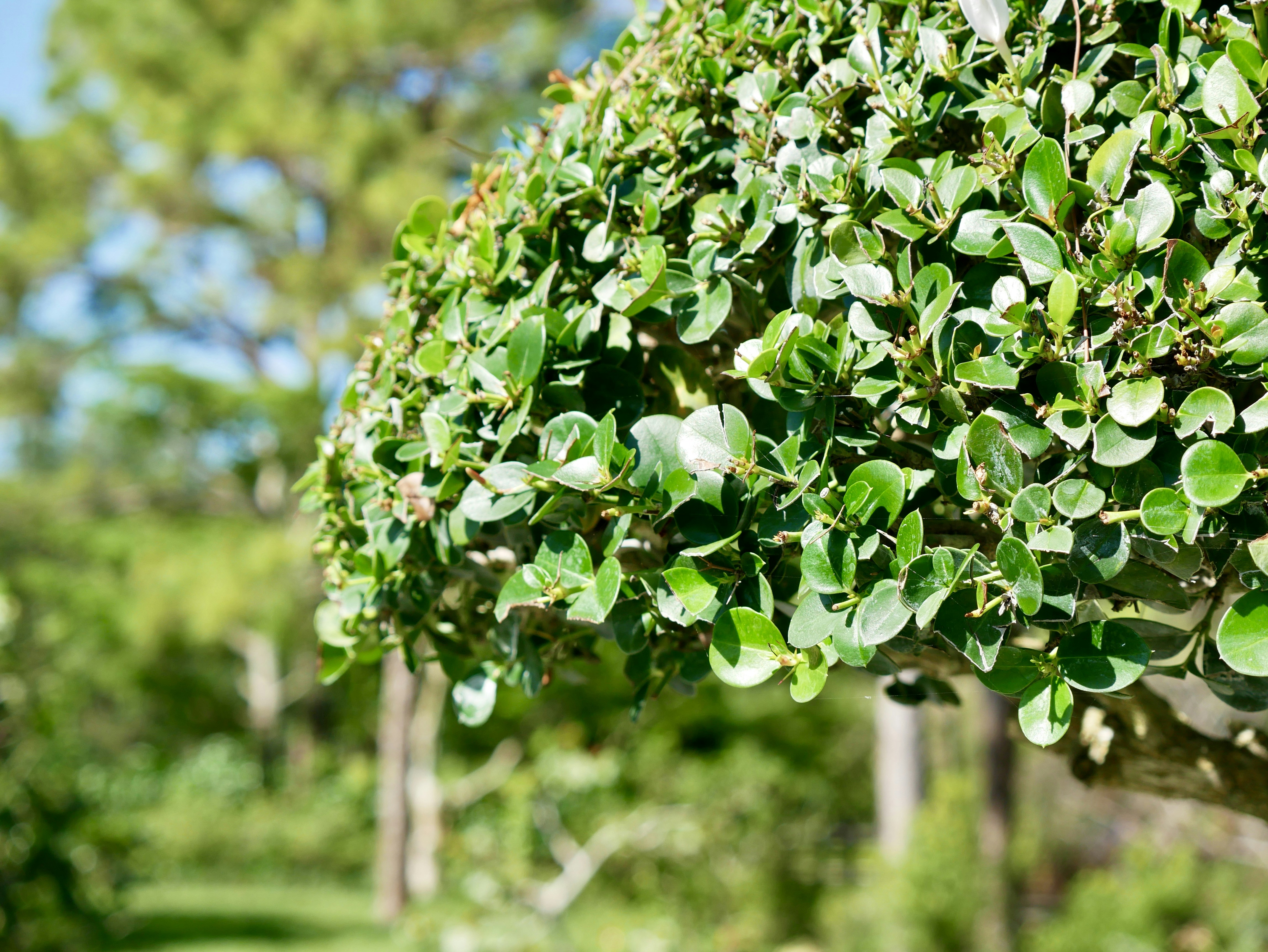 Un buisson avec beaucoup de feuilles vertes qui poussent dessus photo ...