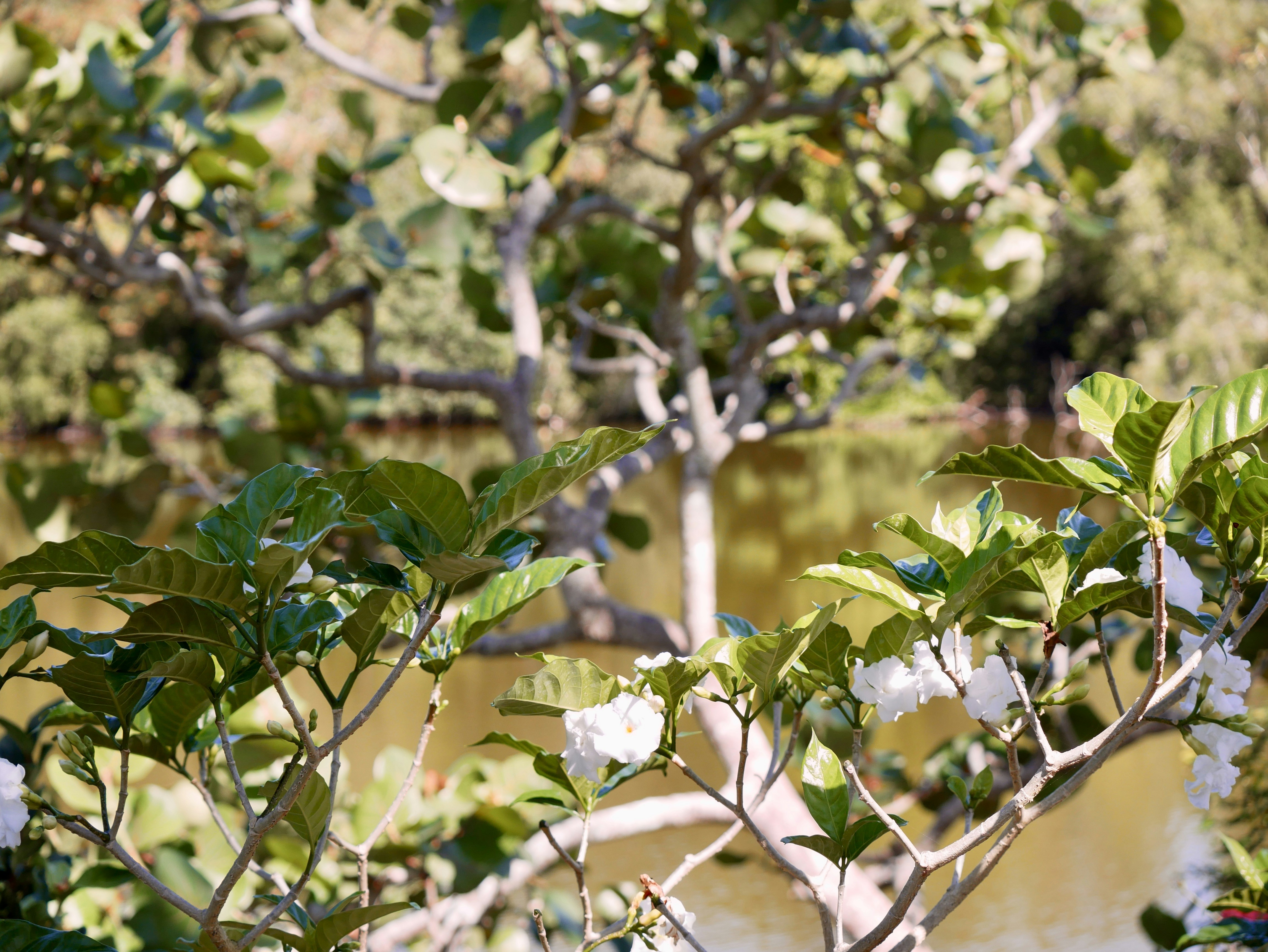 a tree with white flowers near a body of water