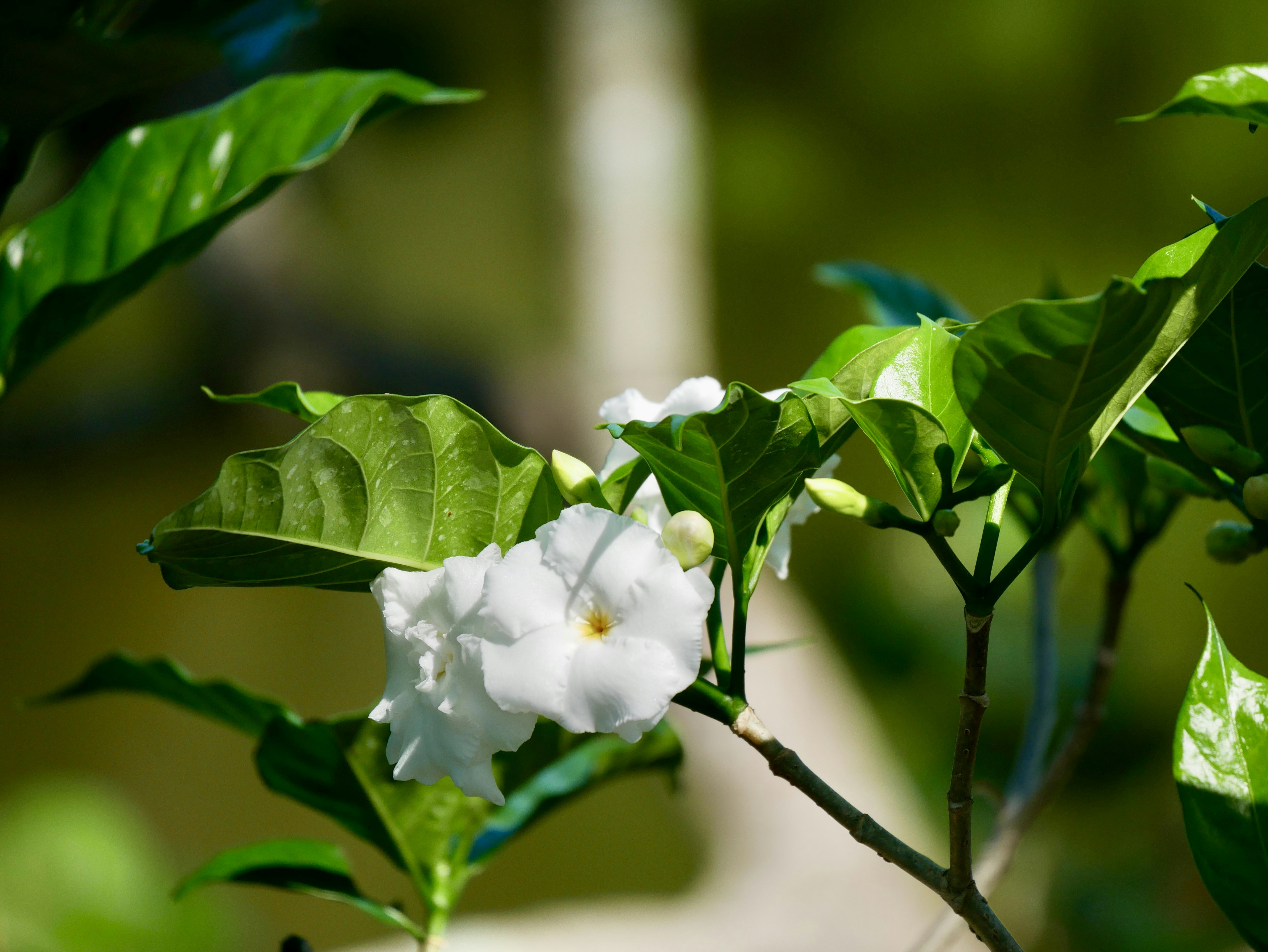 A close up of a white flower on a tree photo – Free Morikami museum and ...
