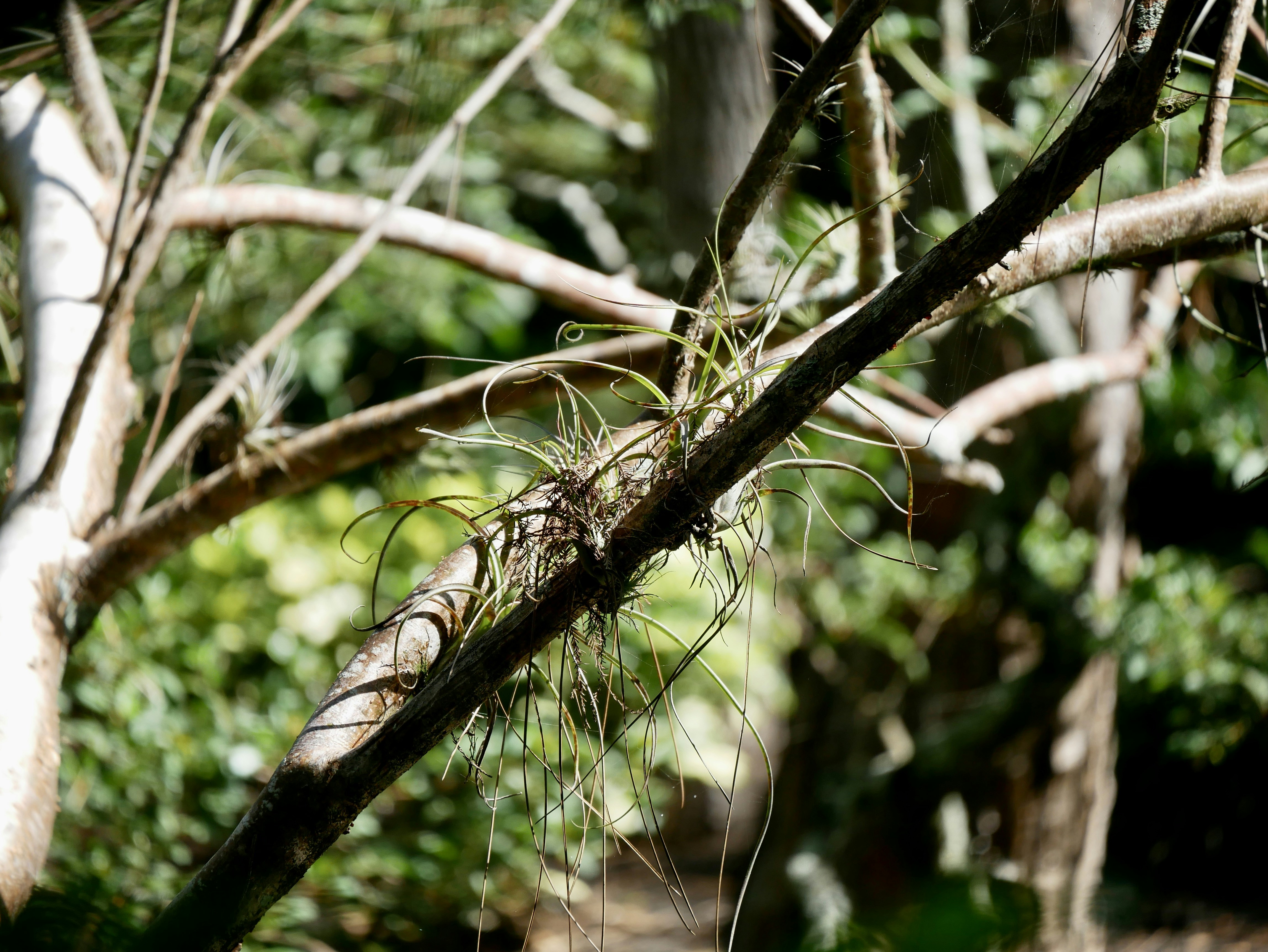 Photo by Rafael Figueroa with Panasonic Lumix G85