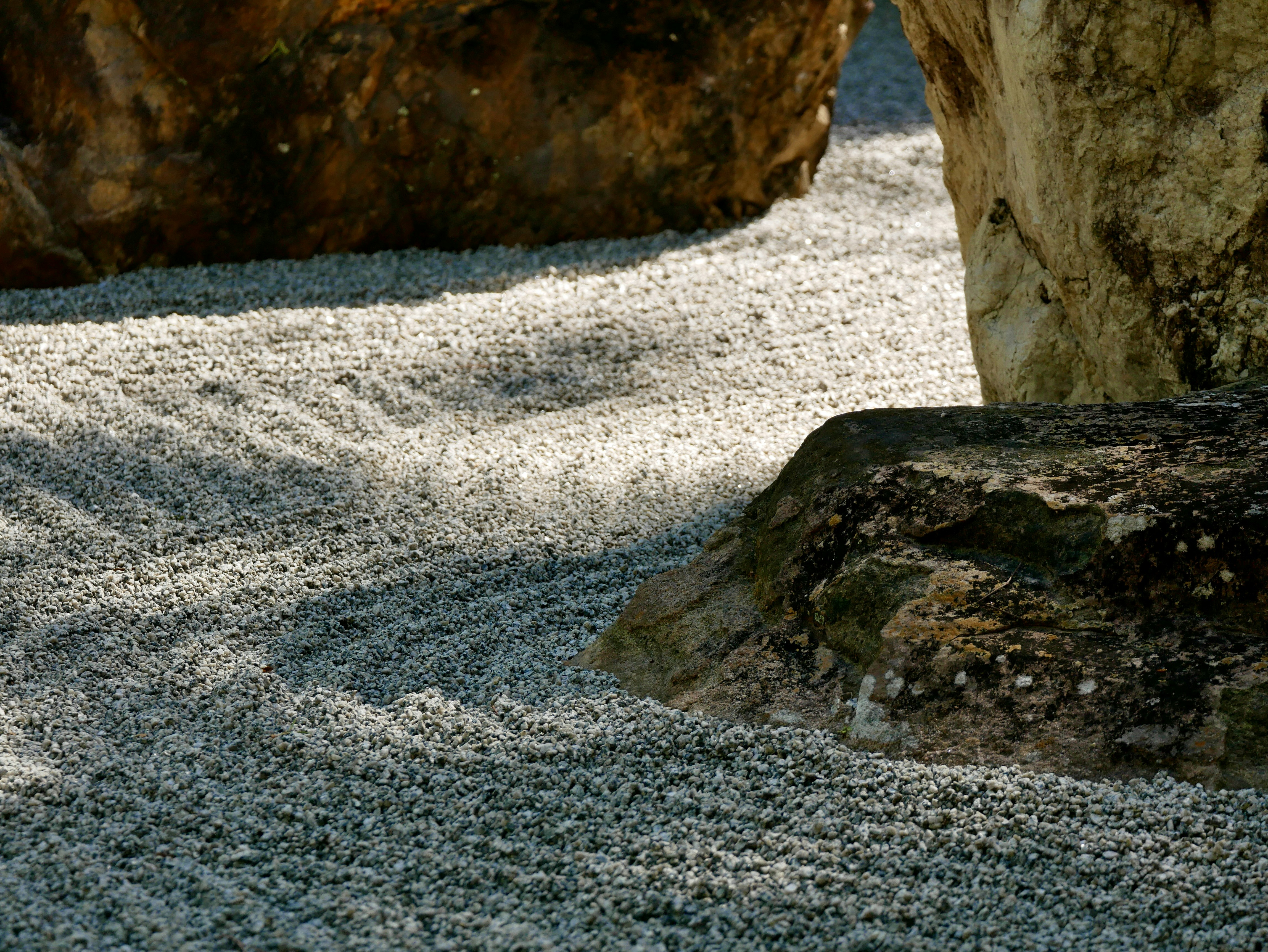 a bird sitting on top of a rock next to a tree