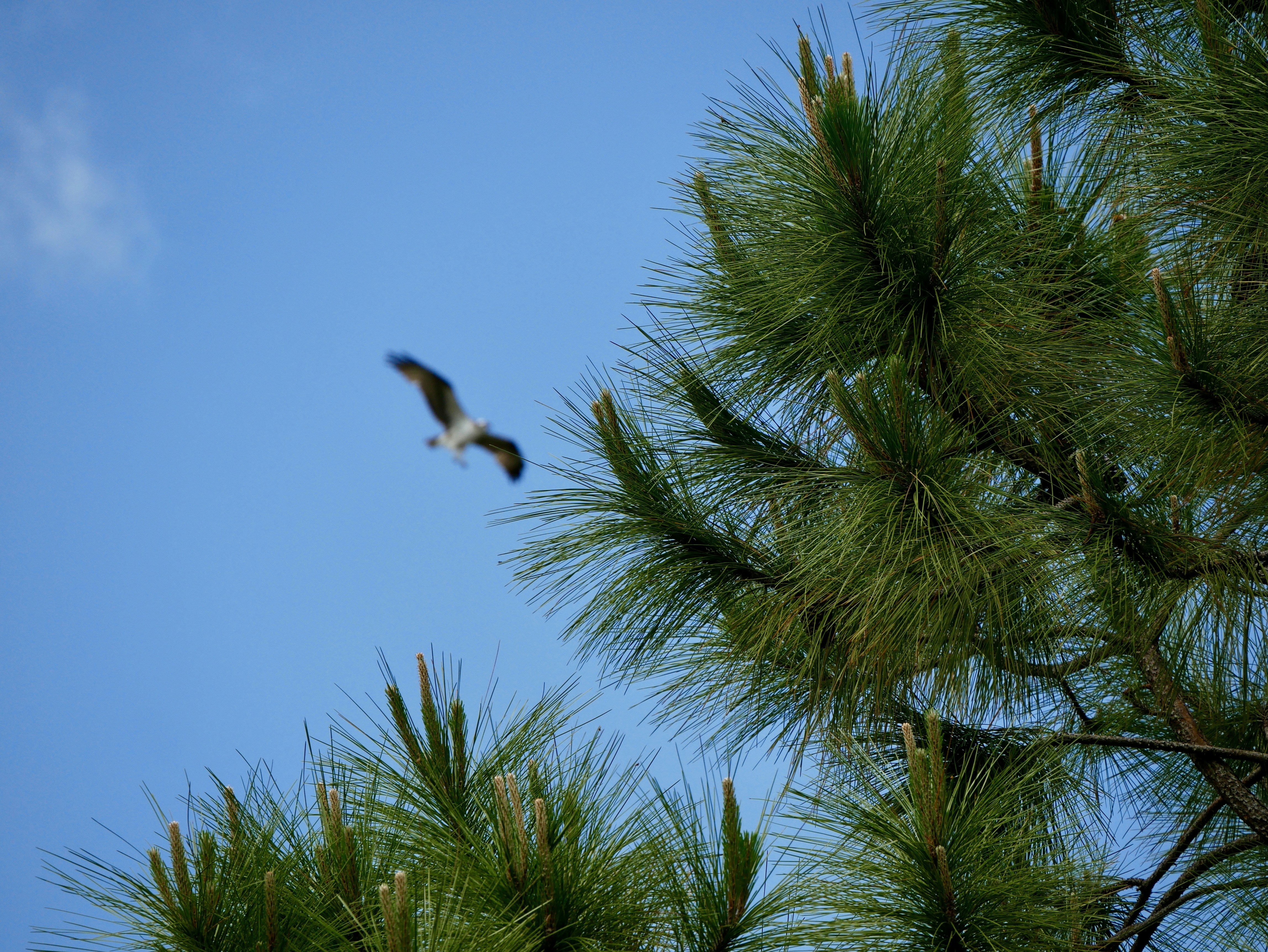 Sample photo from Panasonic Lumix G85