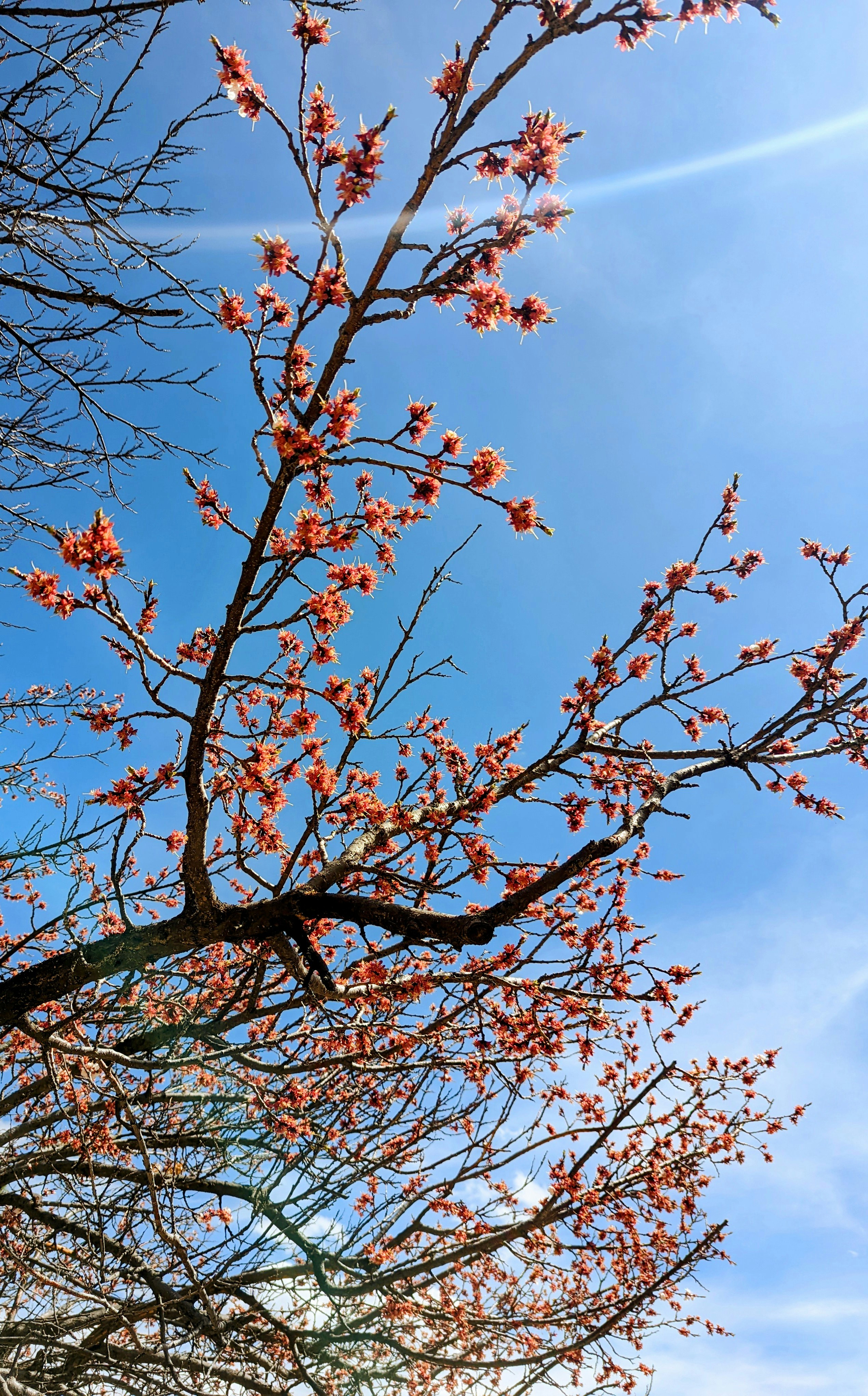 Some of the trees are finally blooming. It definitely spring now. | a tree with pink flowers and a blue sky in the background
