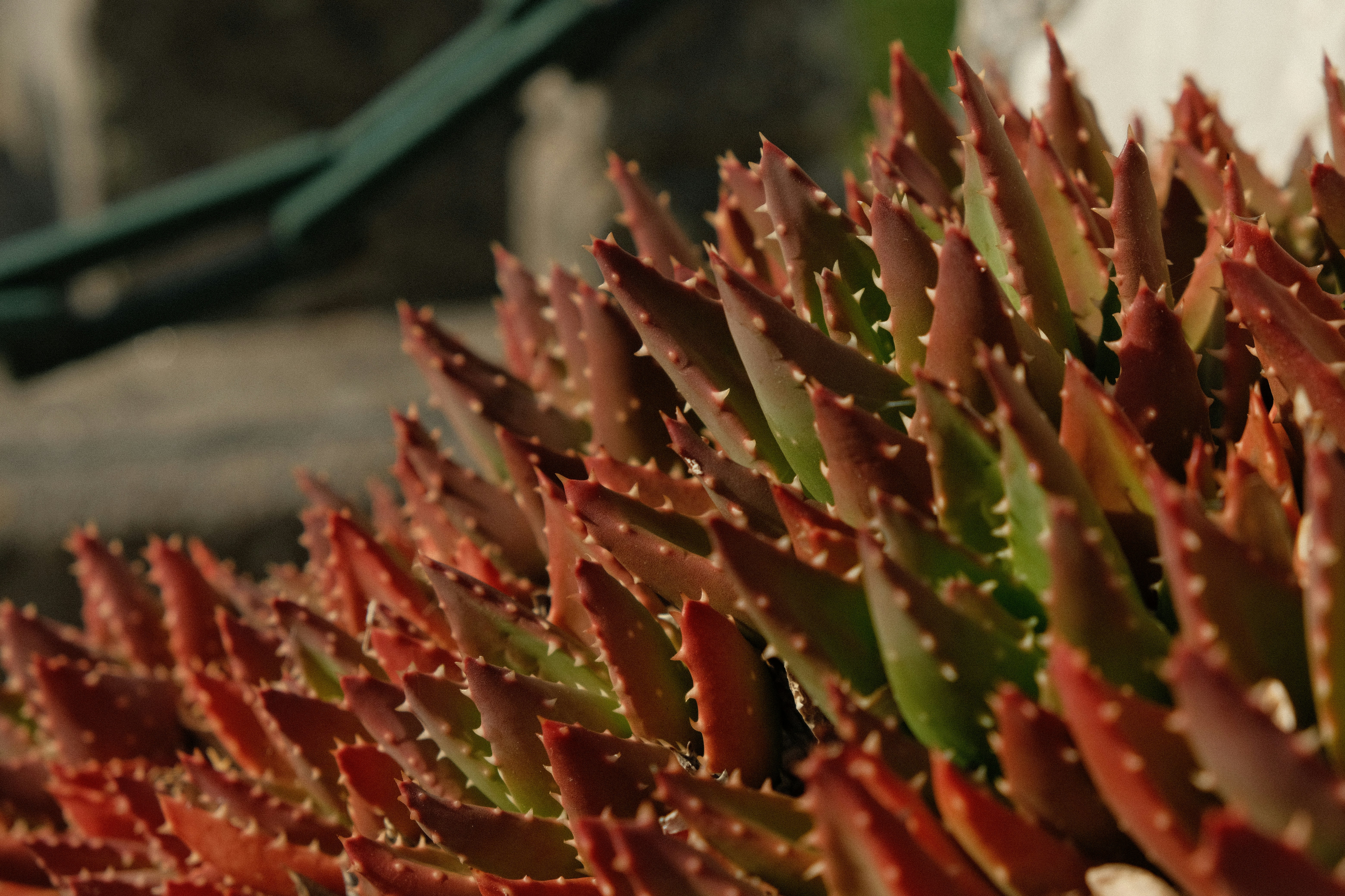 Crimson Fronds: A Close-Up Study of Thorned Succulent Edges