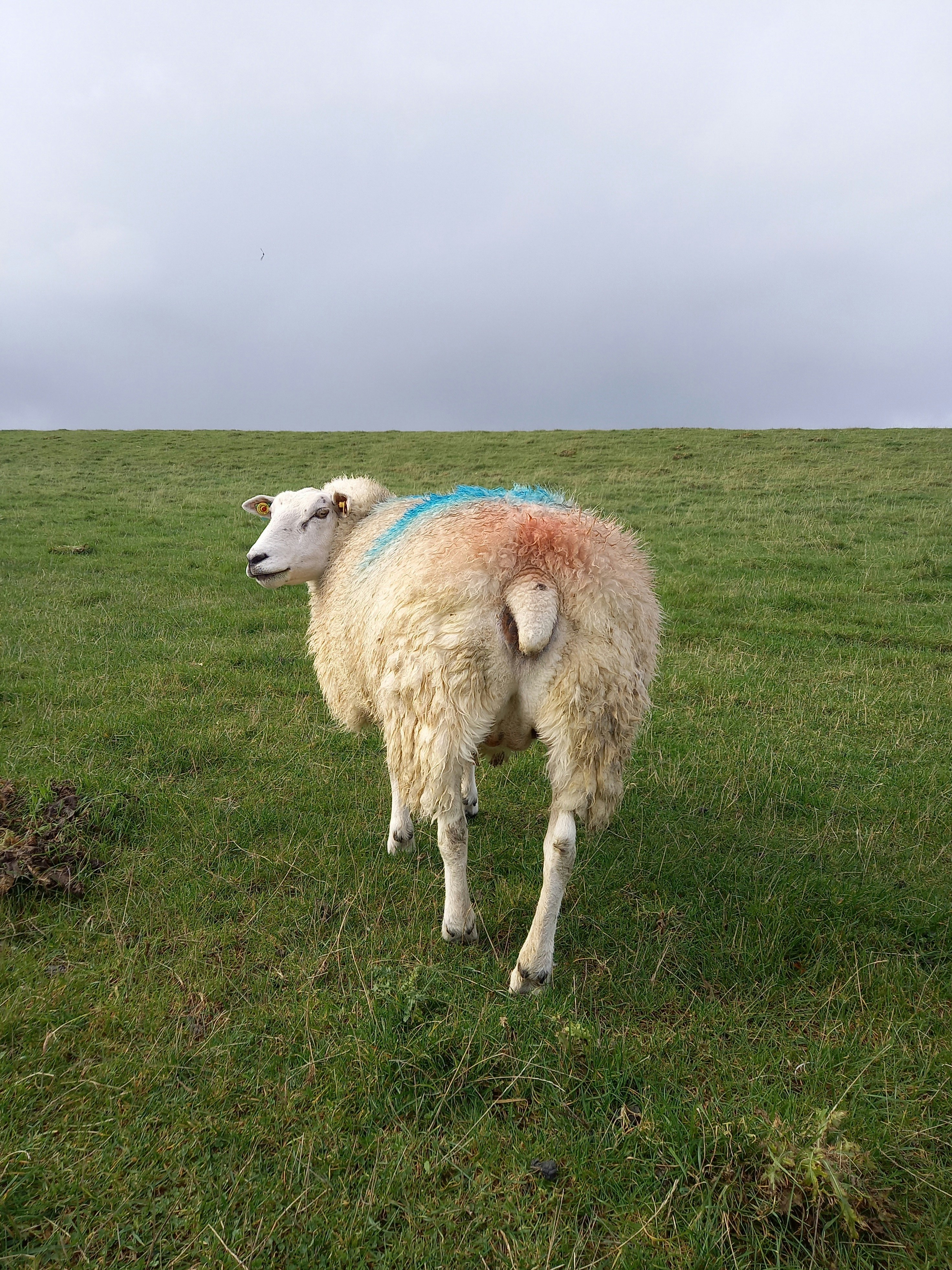 Pasture Portrait: A Sheep in Soft Focus with a Wind-Swept Horizon