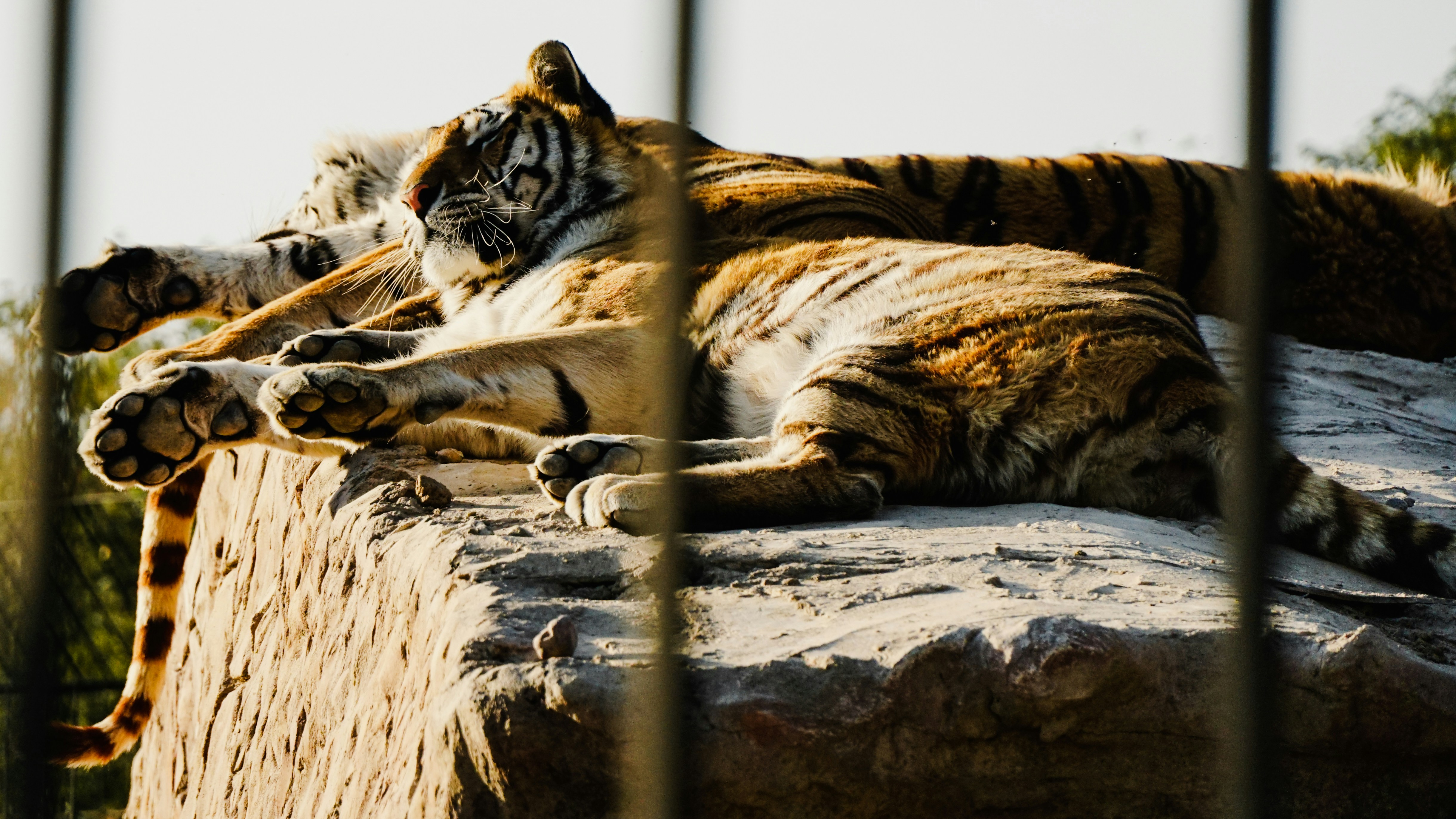A tiger laying on top of a stone wall photo – Free Animal Image on Unsplash