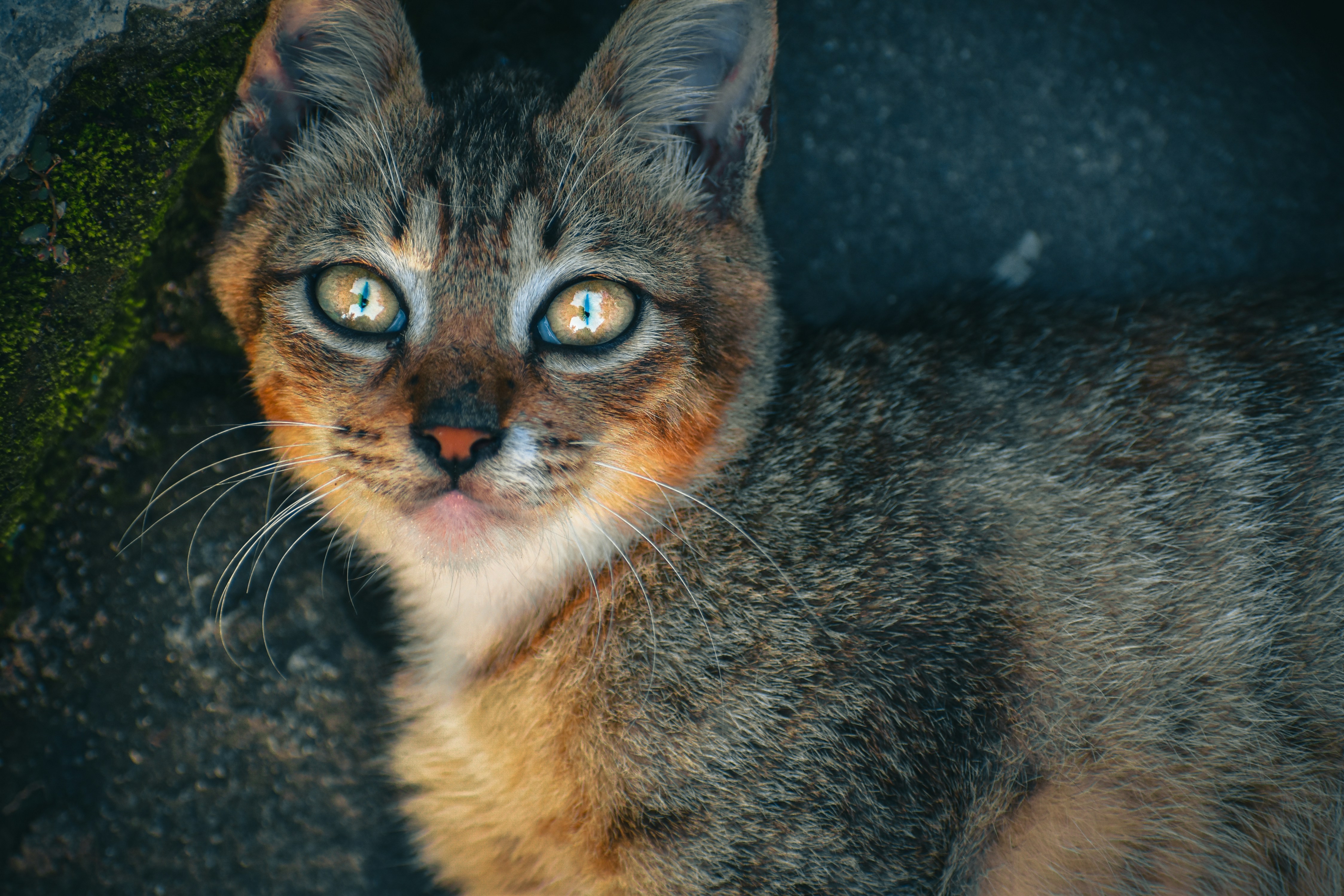 a close up of a cat with blue eyes