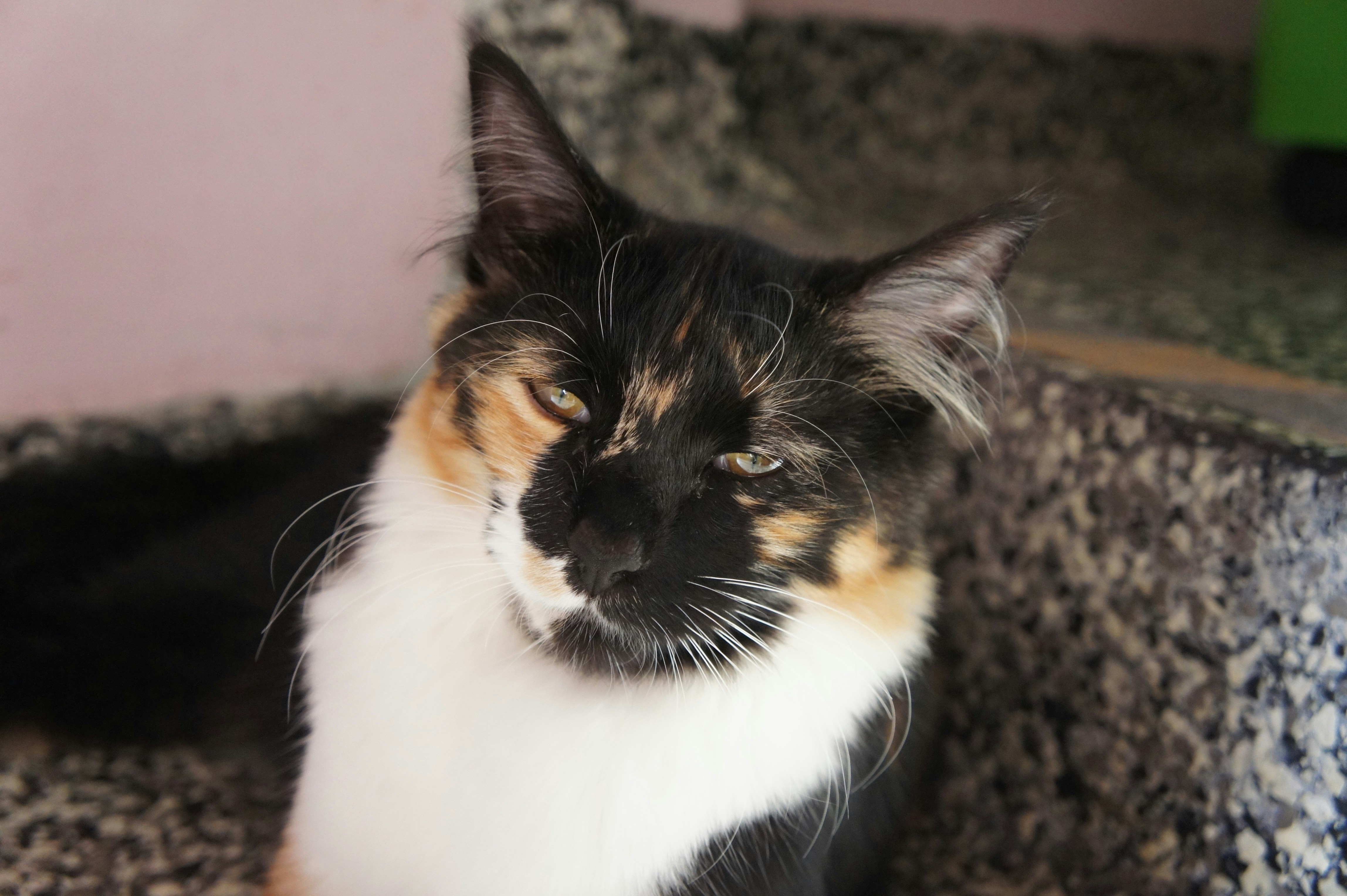 Un chat calicot assis sur une moquette photo – Photo Brisbane ...