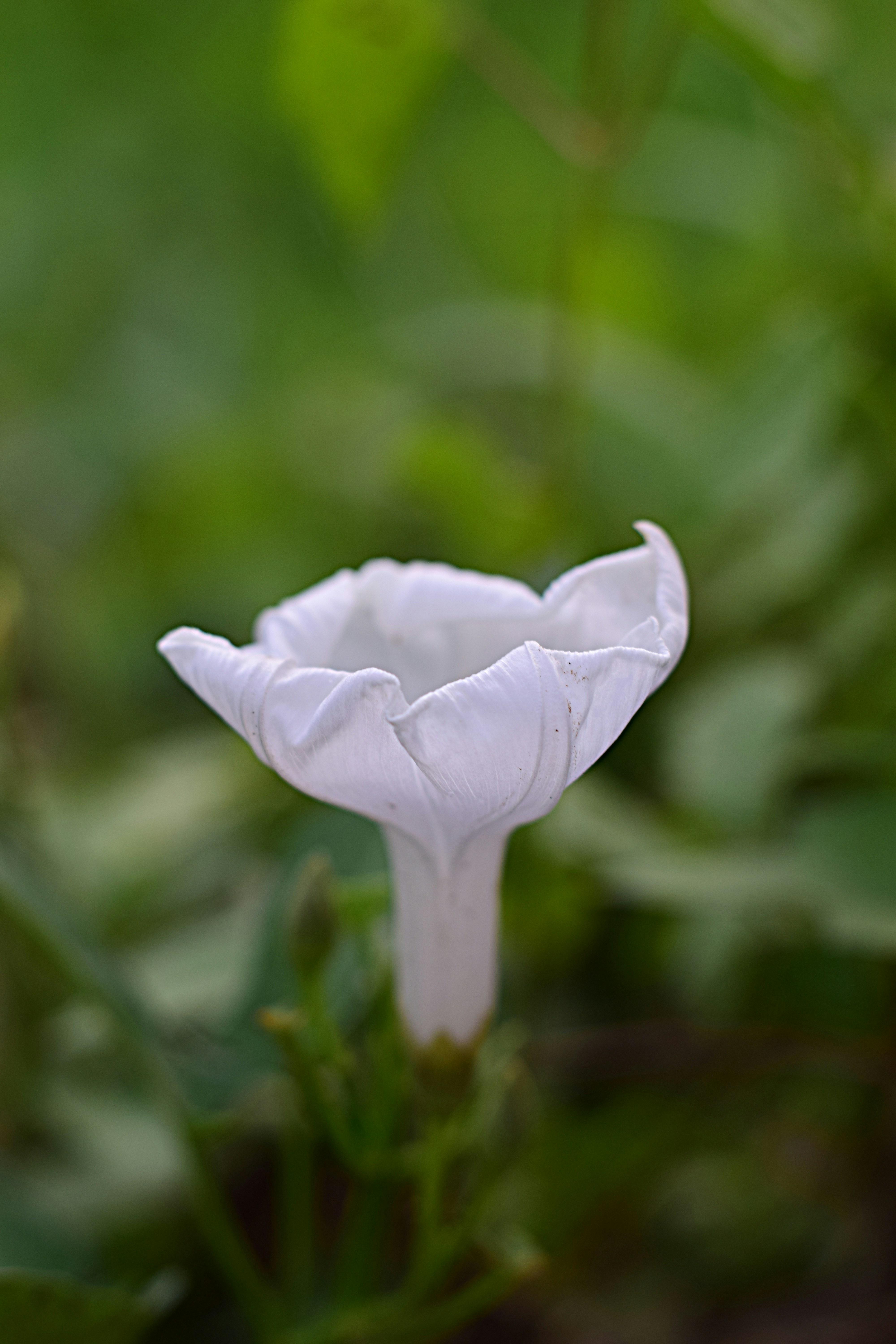 a white flower with a green background