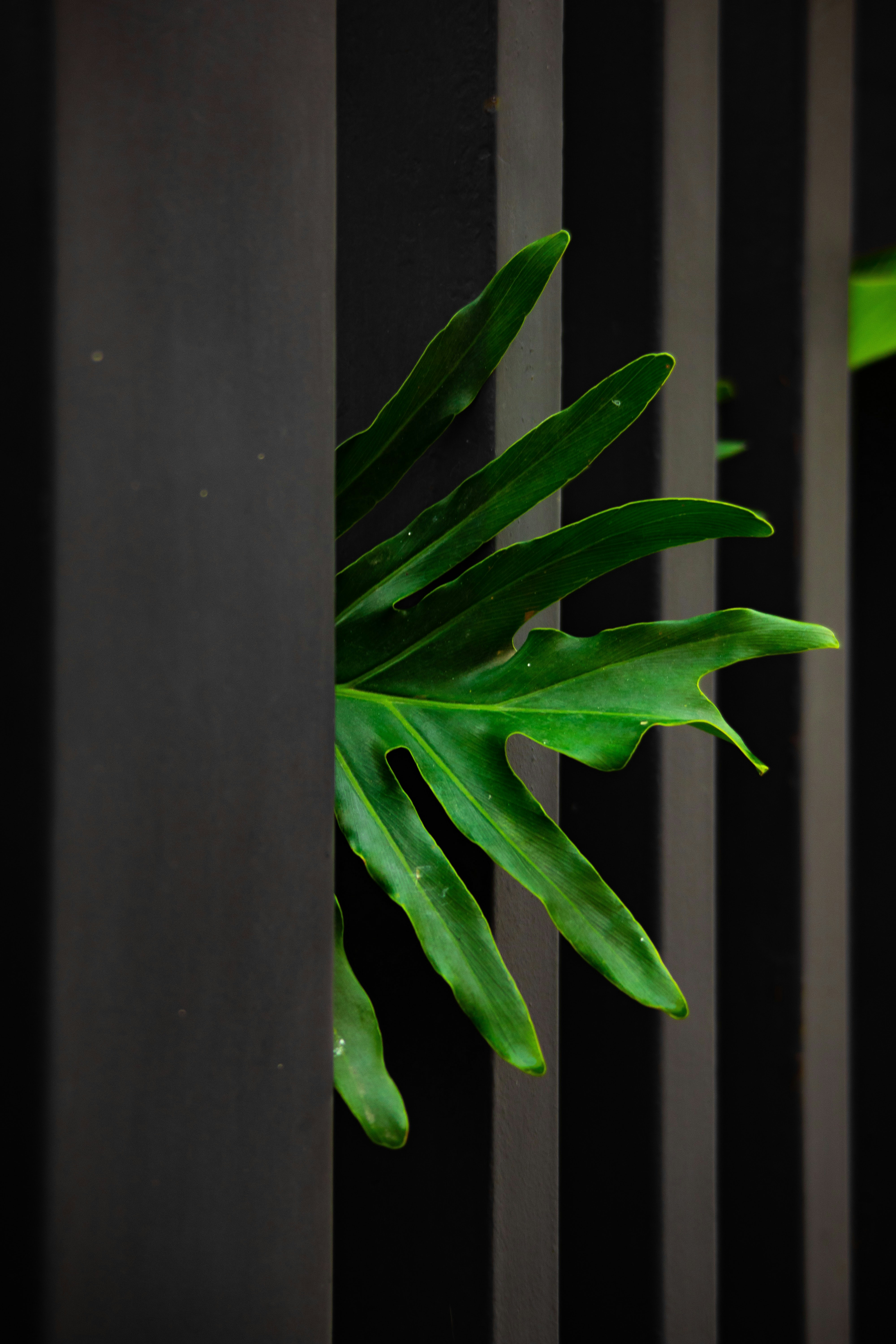 A close up of a plant behind a fence photo – Free Green Image on Unsplash