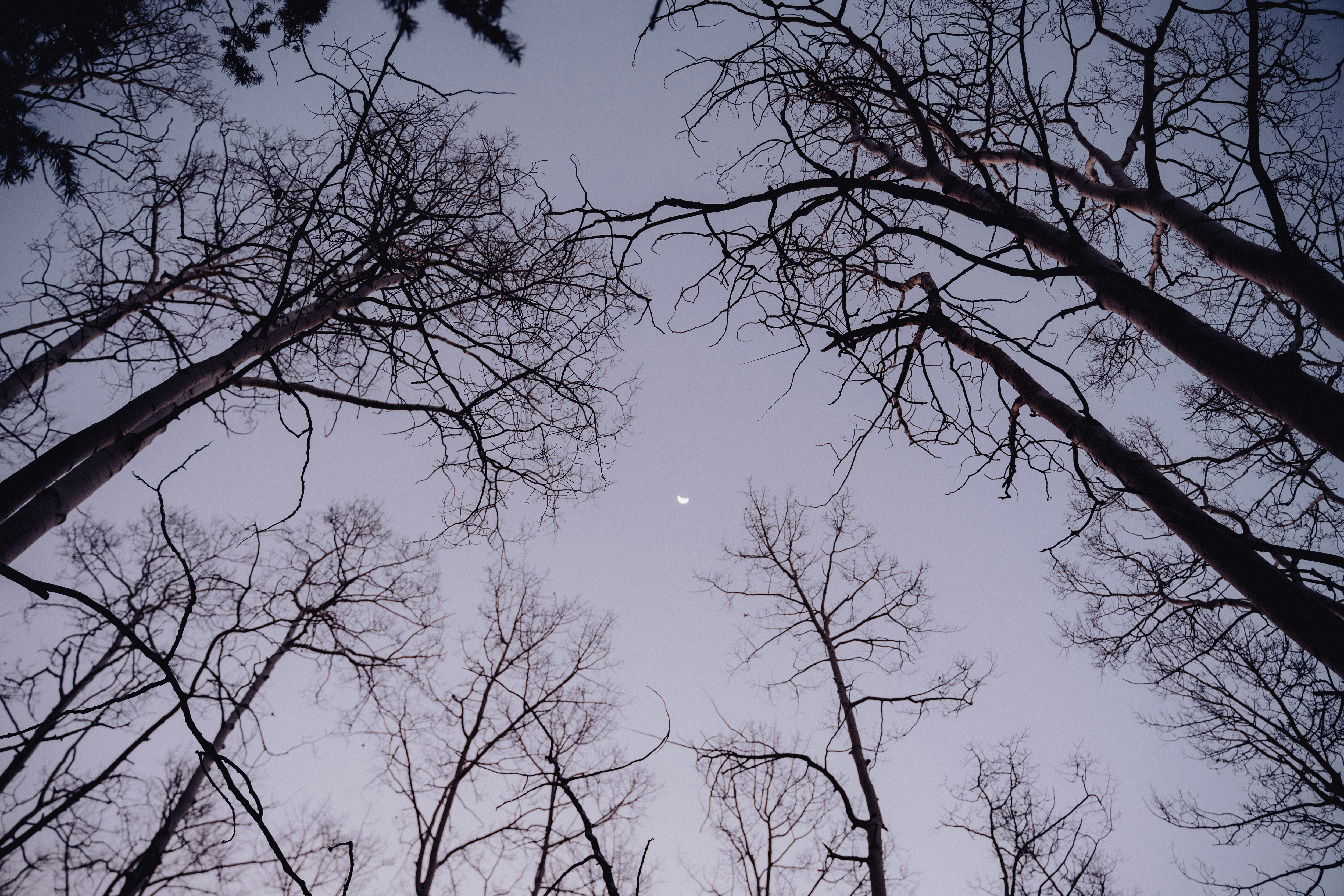Moonlit Geometry: Bare Branches Framing a Quiet Dusk Sky