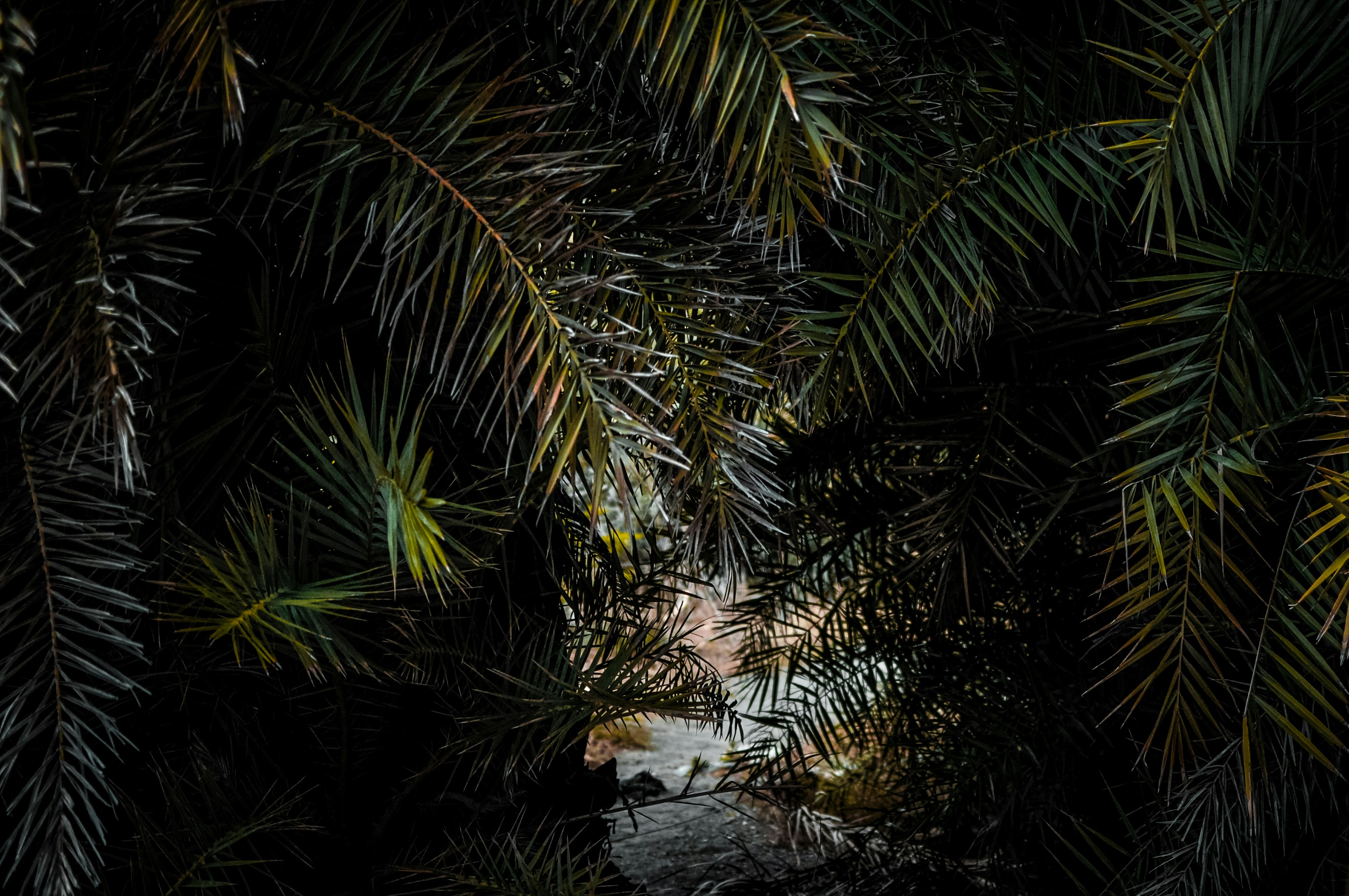 Hidden Gate: Framing Light at the Palm Fronds