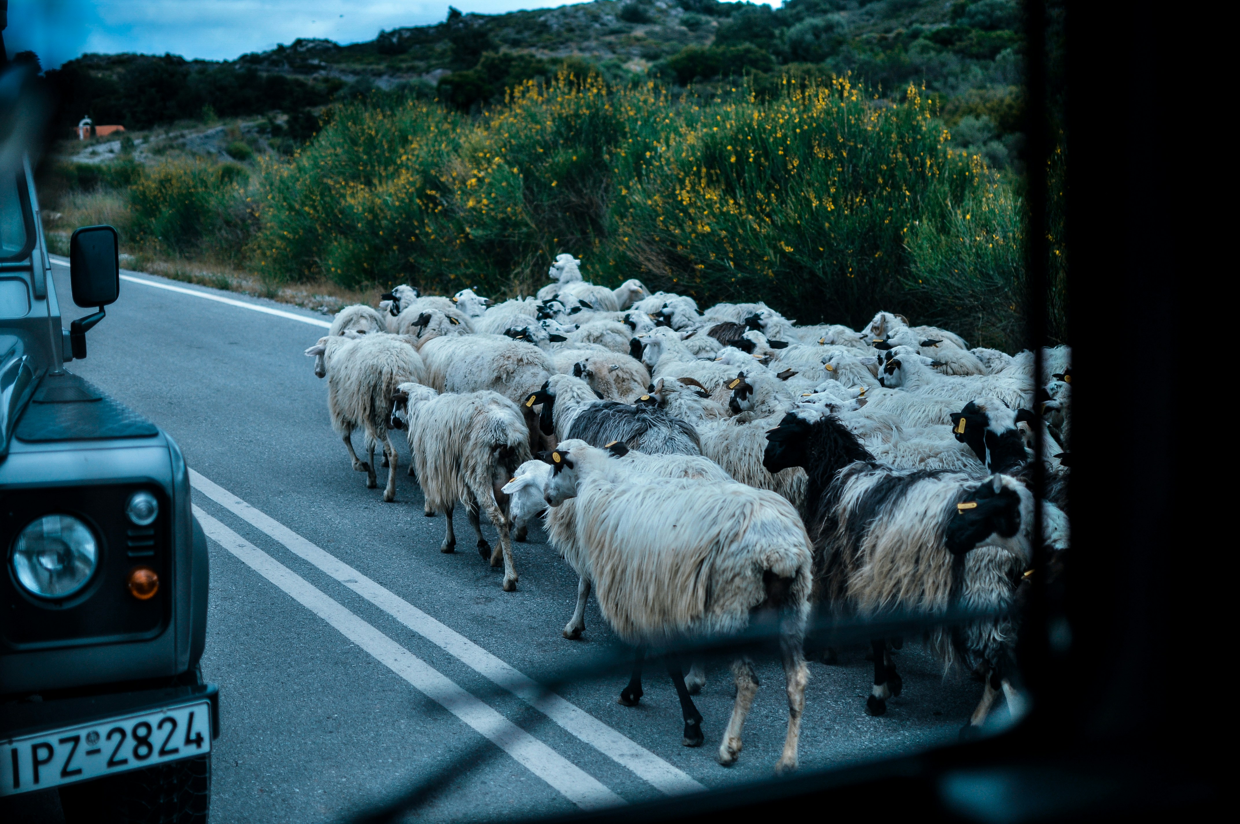 Herd on the Horizon: Woolly Caravan on a Narrow Coastal Road