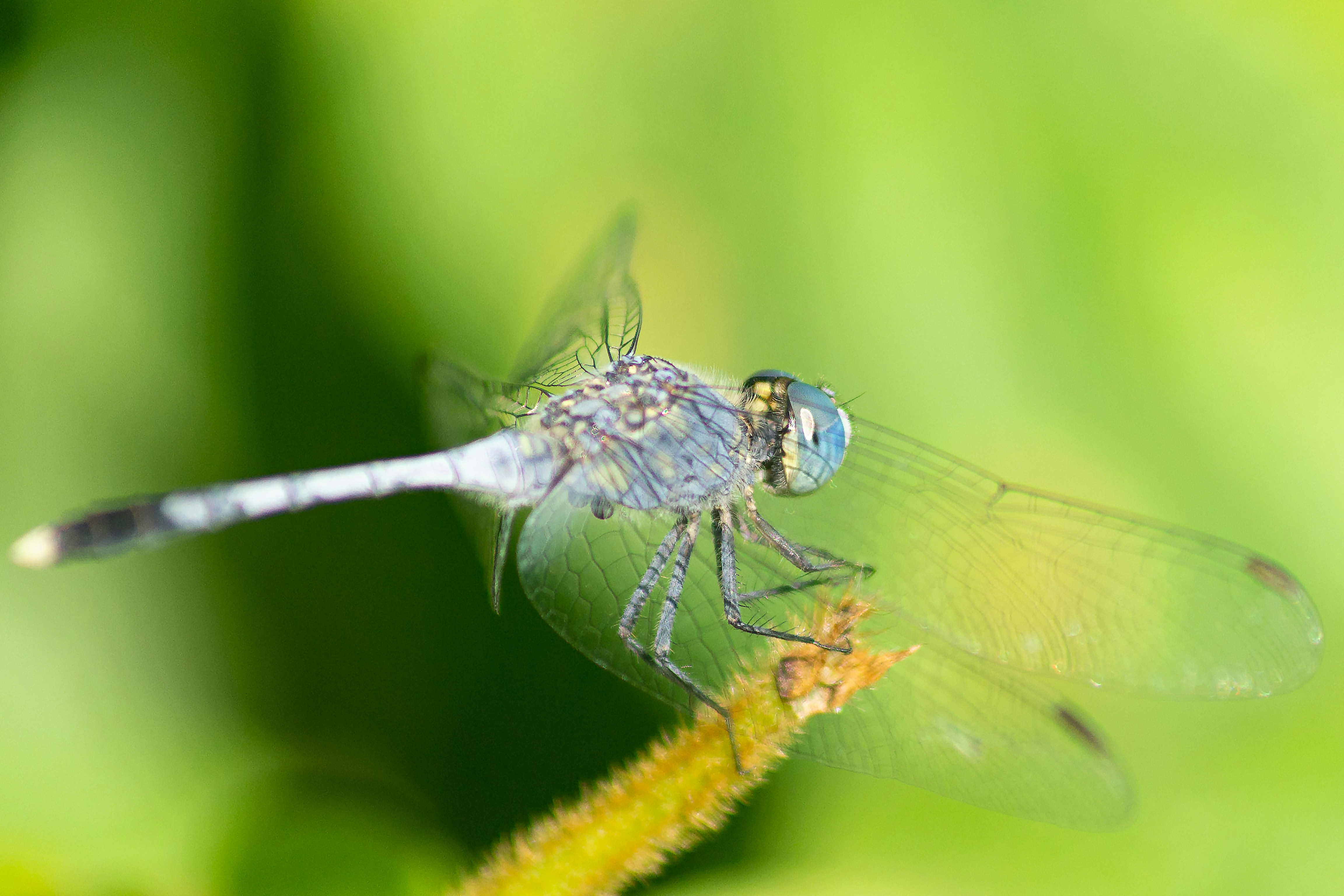 Azure-Eyed Dragonfly on a Sunlit Yellow Stem: A Verdant Macro Portrait