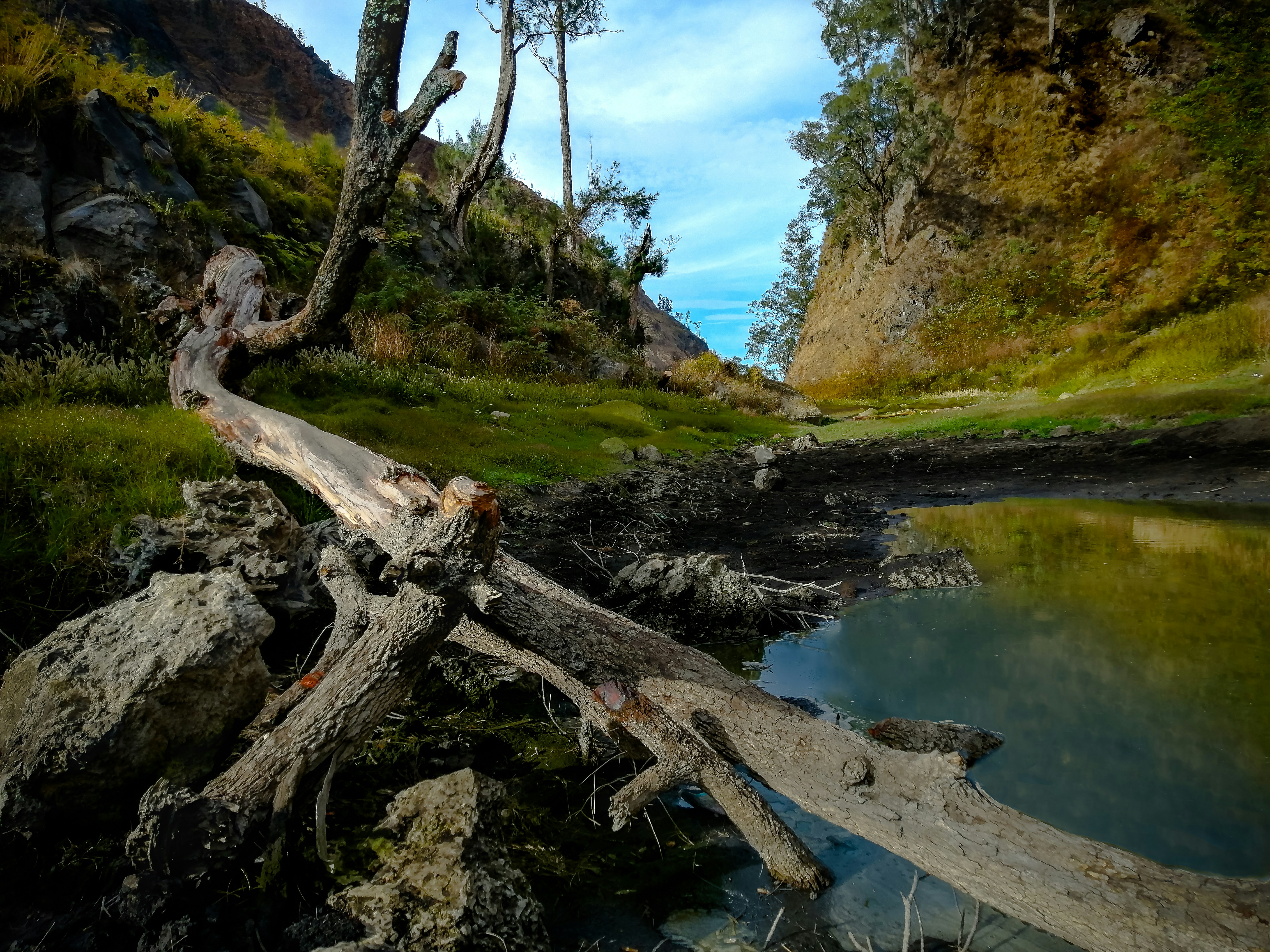 Sunlit riverbank with a fallen log crossing a calm pool, cliffs and blue sky forming a secluded gorge.