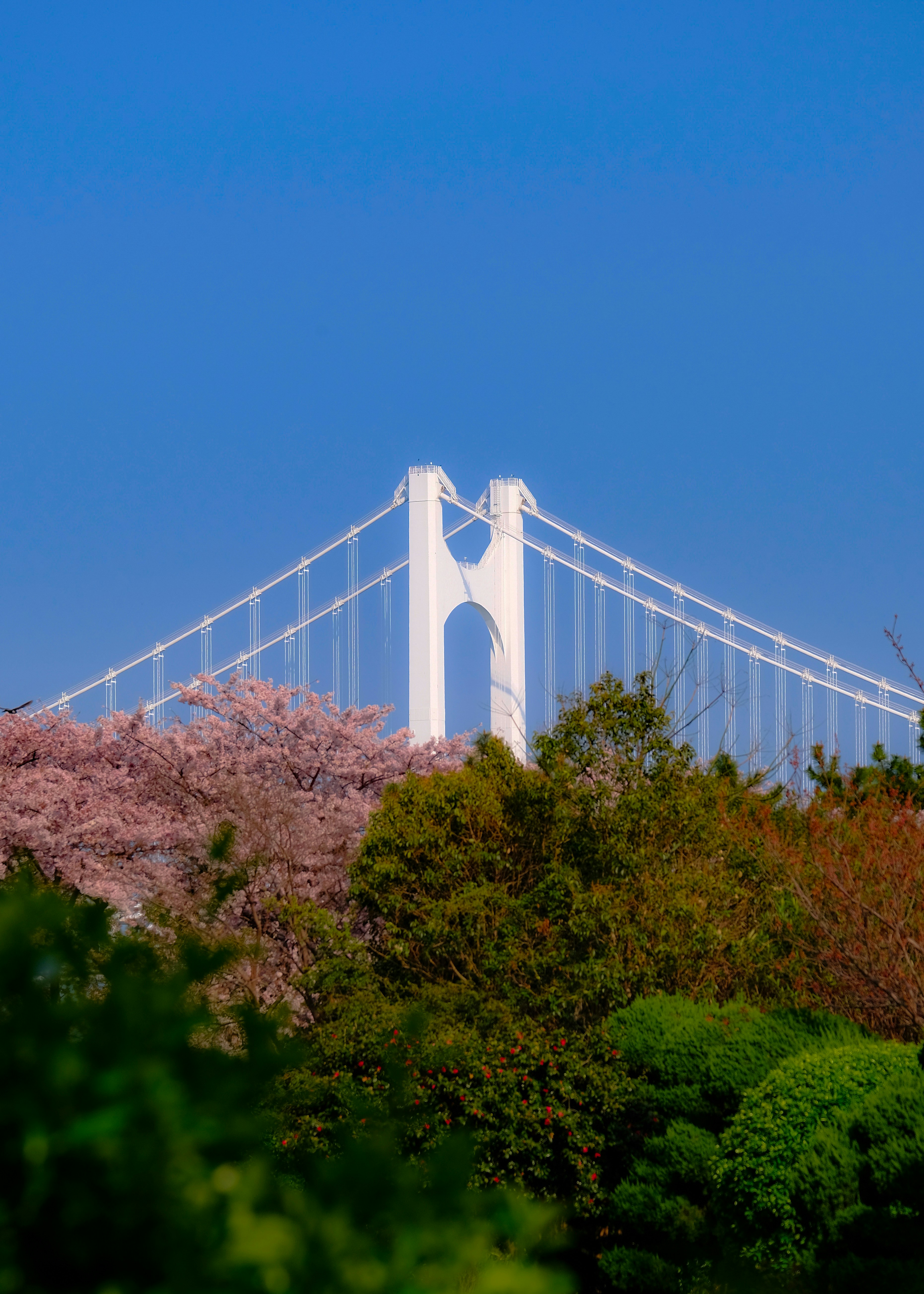 Azure Sky over a White Suspension Bridge Framed by Spring Blossoms