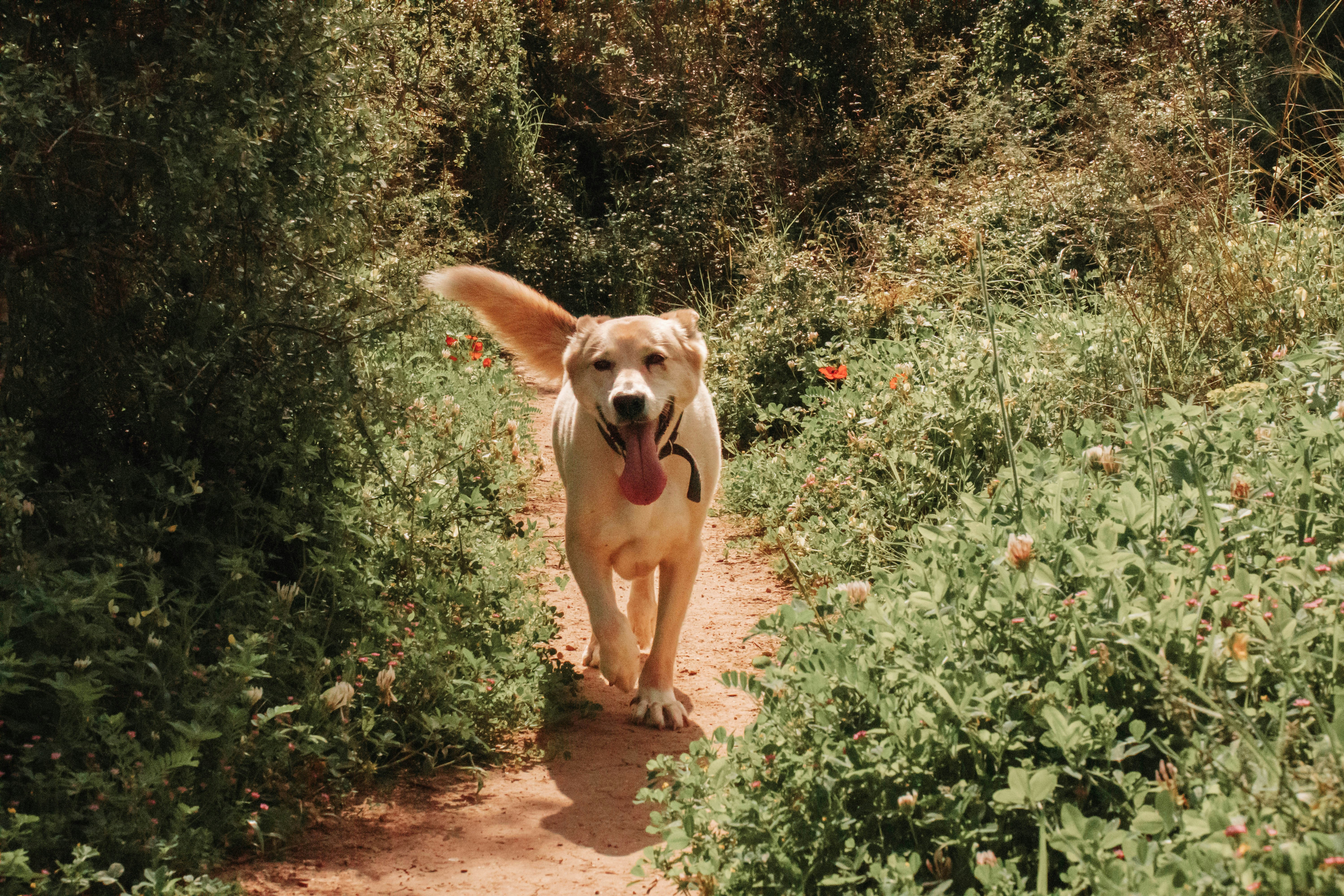A dog walking down a dirt path in the woods photo – Free Animal Image ...