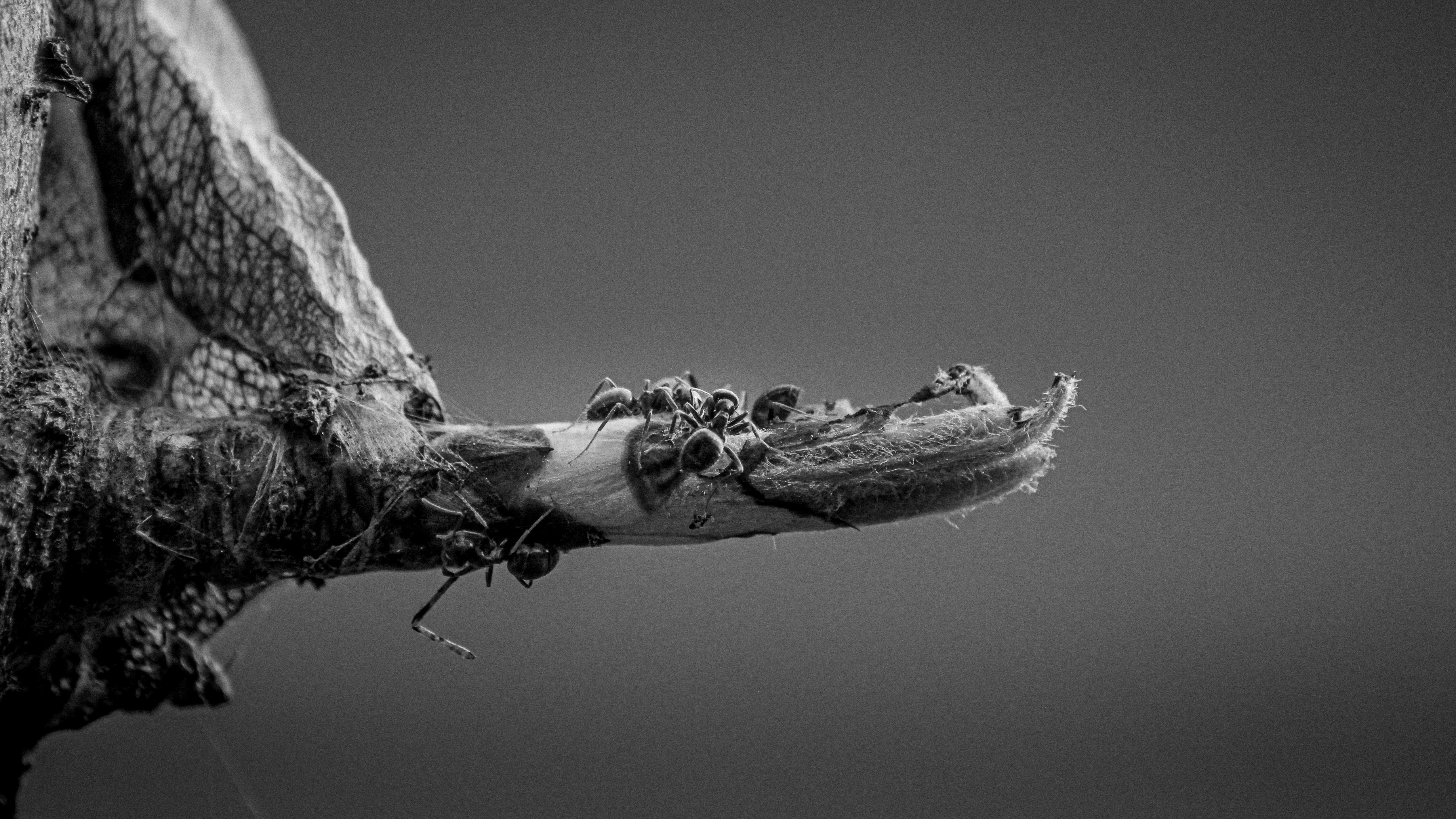Monochrome Ant Trail on a Weathered Twig