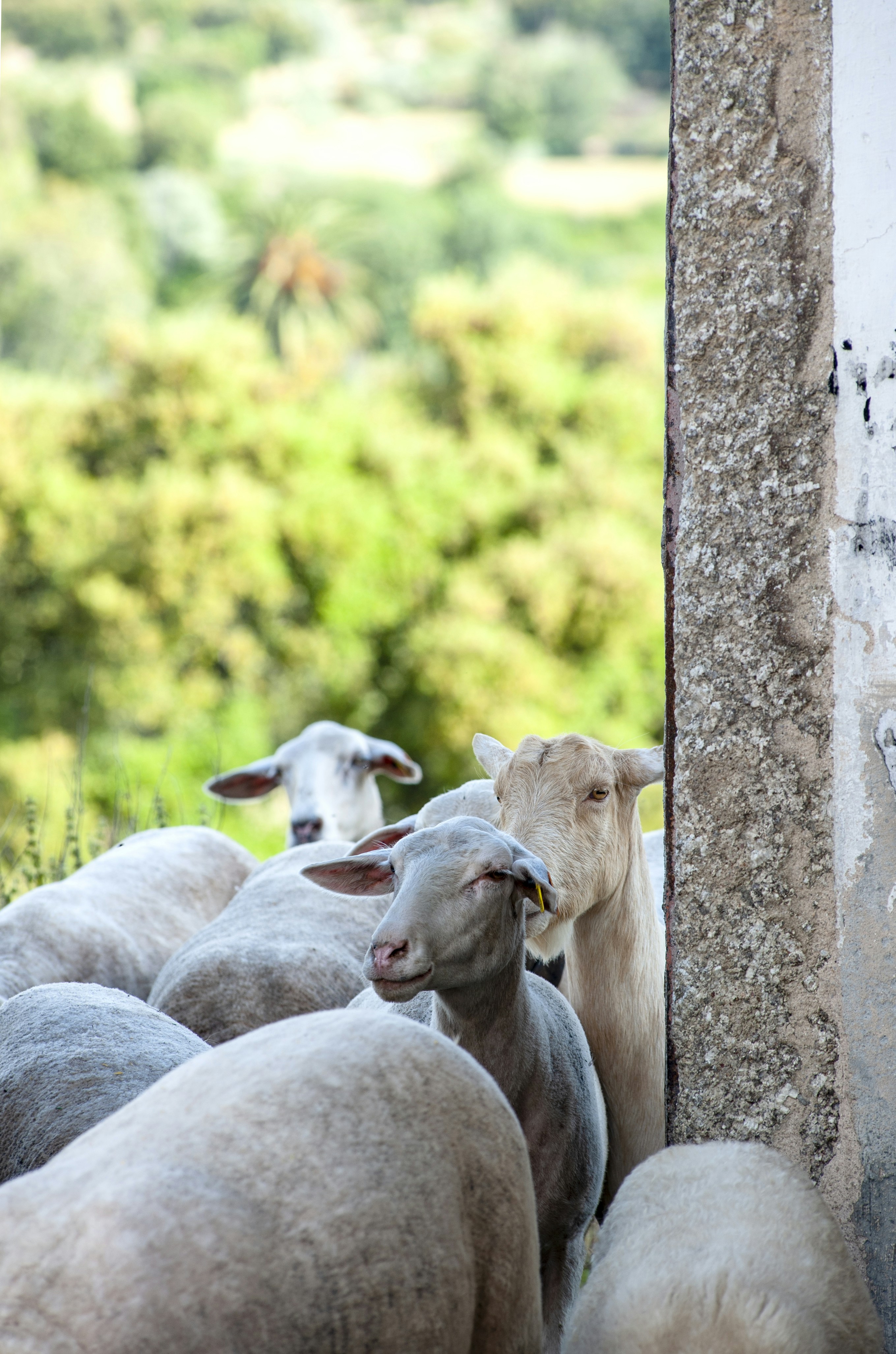Sheep Clustered by a Weathered Pillar in Sunlit Field