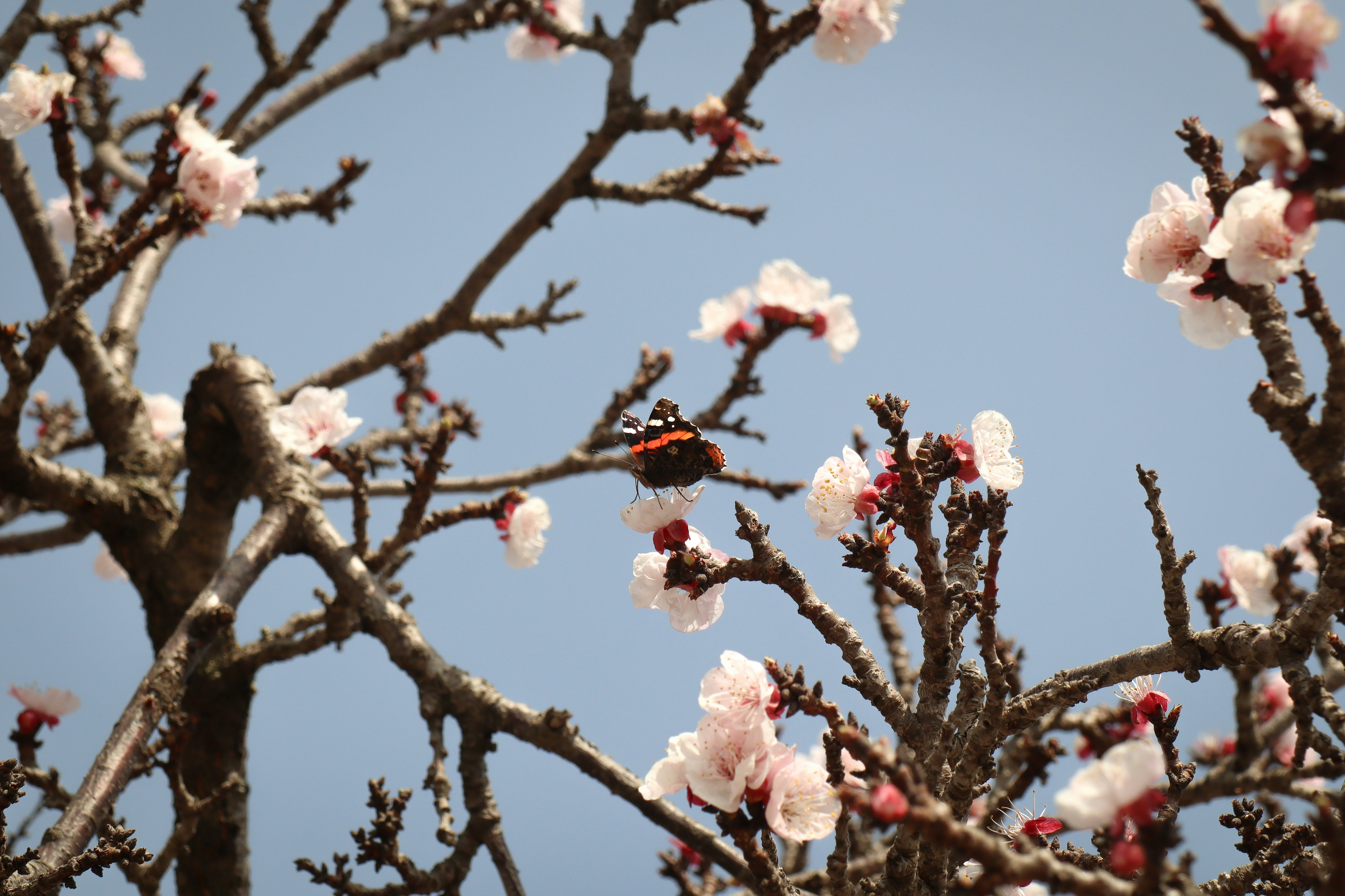 Red-Breasted Interlude in a Blooming Orchard