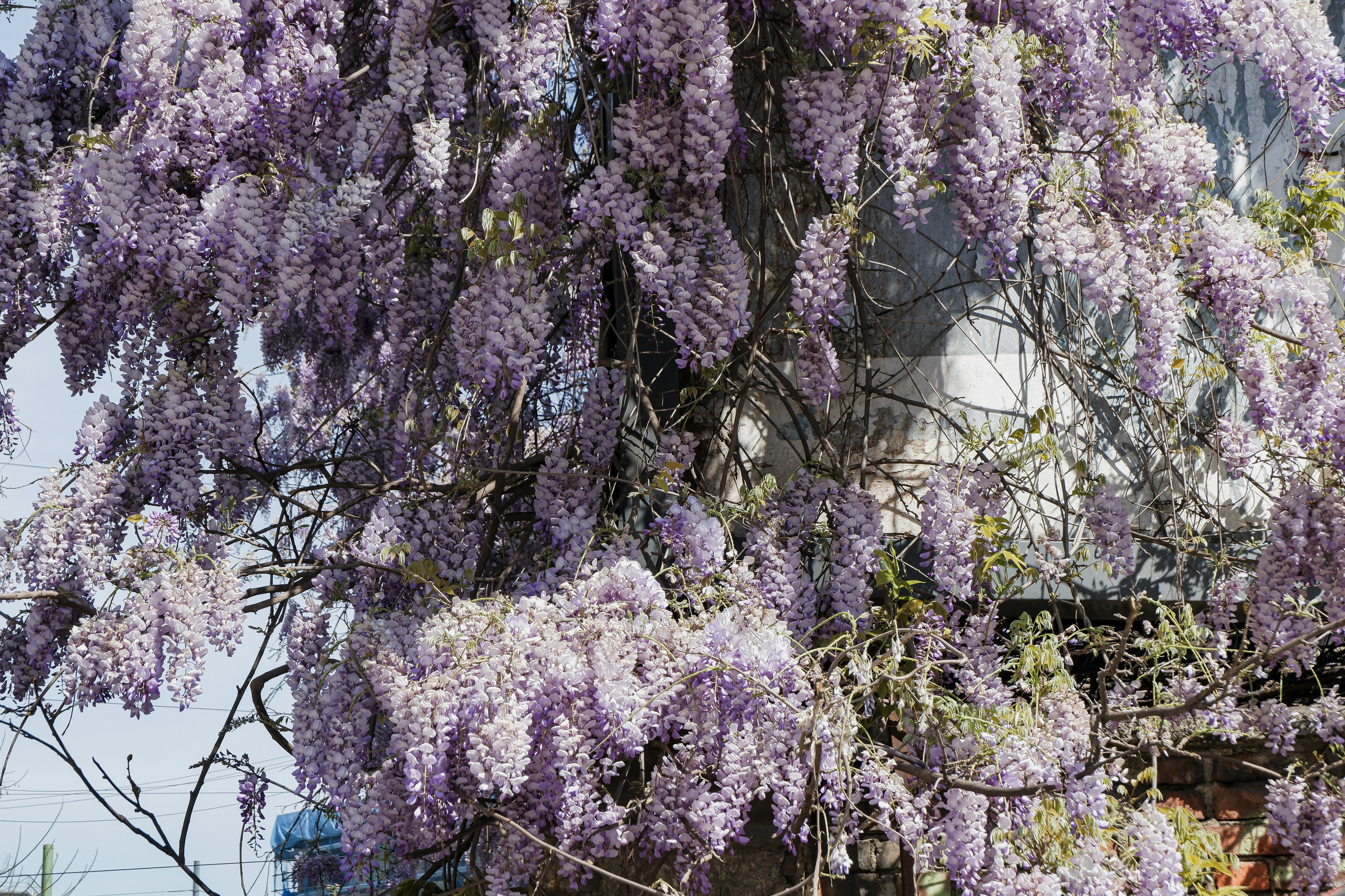 Lavender Curtain Draped Across a Weathered Wall