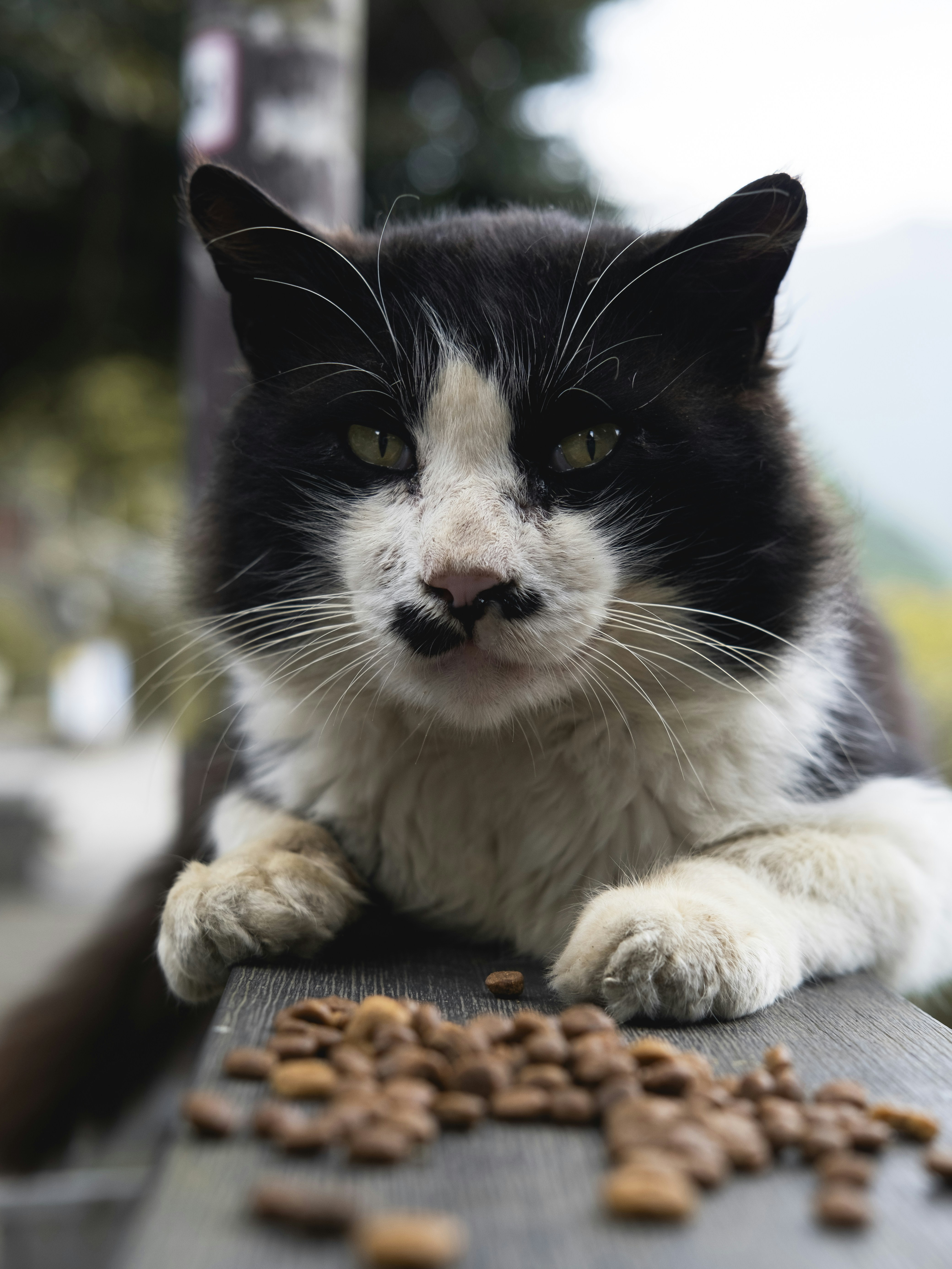 A fluffy black and white cat lounging on a ledge, eyeing a pile of cat food with curiosity.
